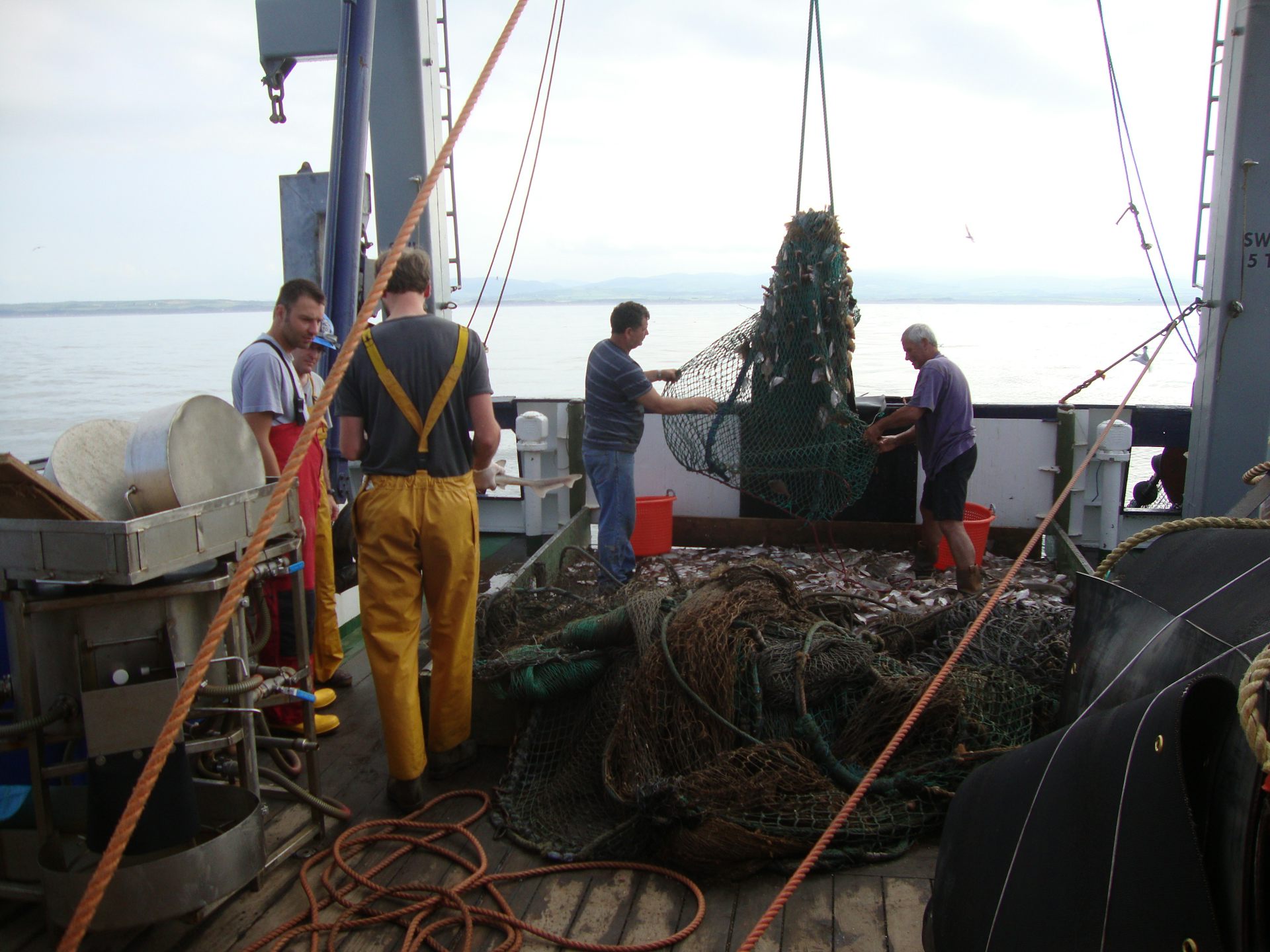 Frequent trawling leads to skinnier fish