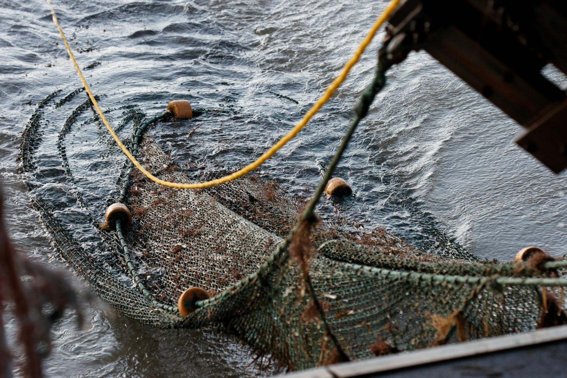 Frequent trawling leads to skinnier fish