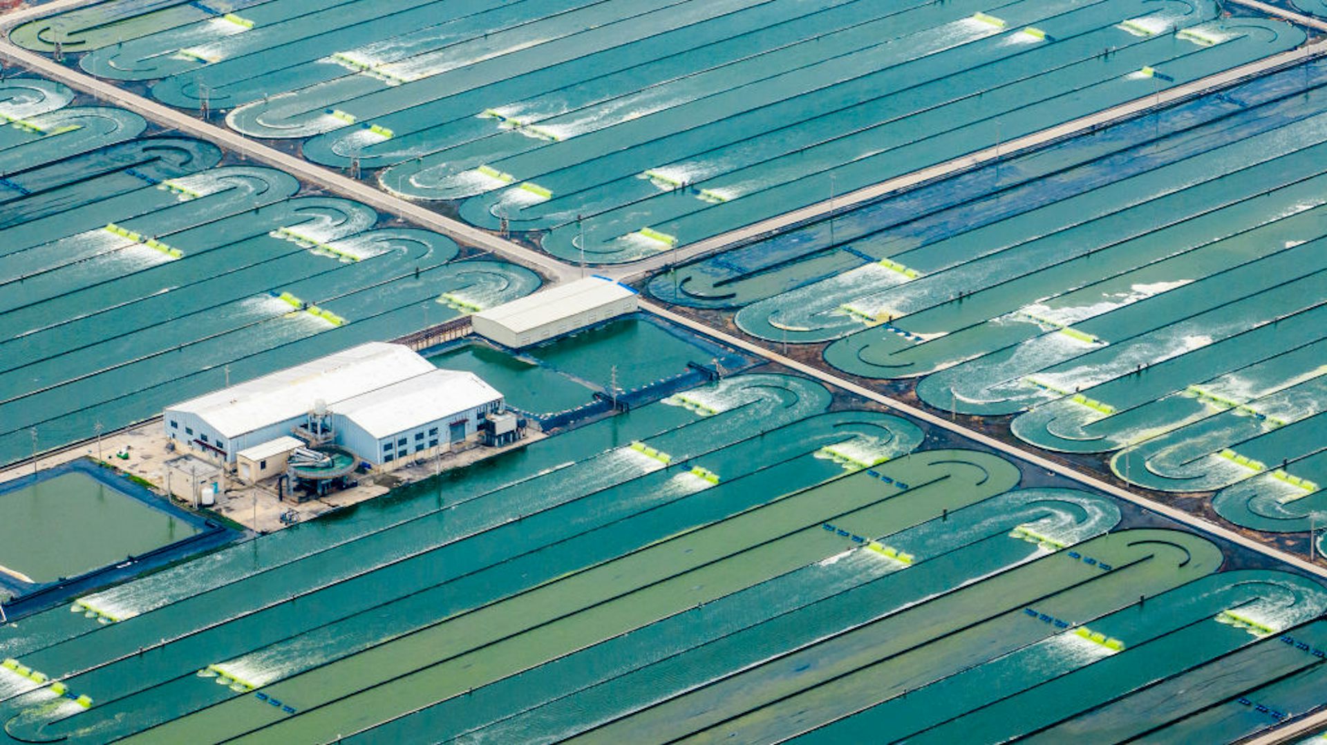 Algae can clean sewage without electricity or chemicals – we put it to ...