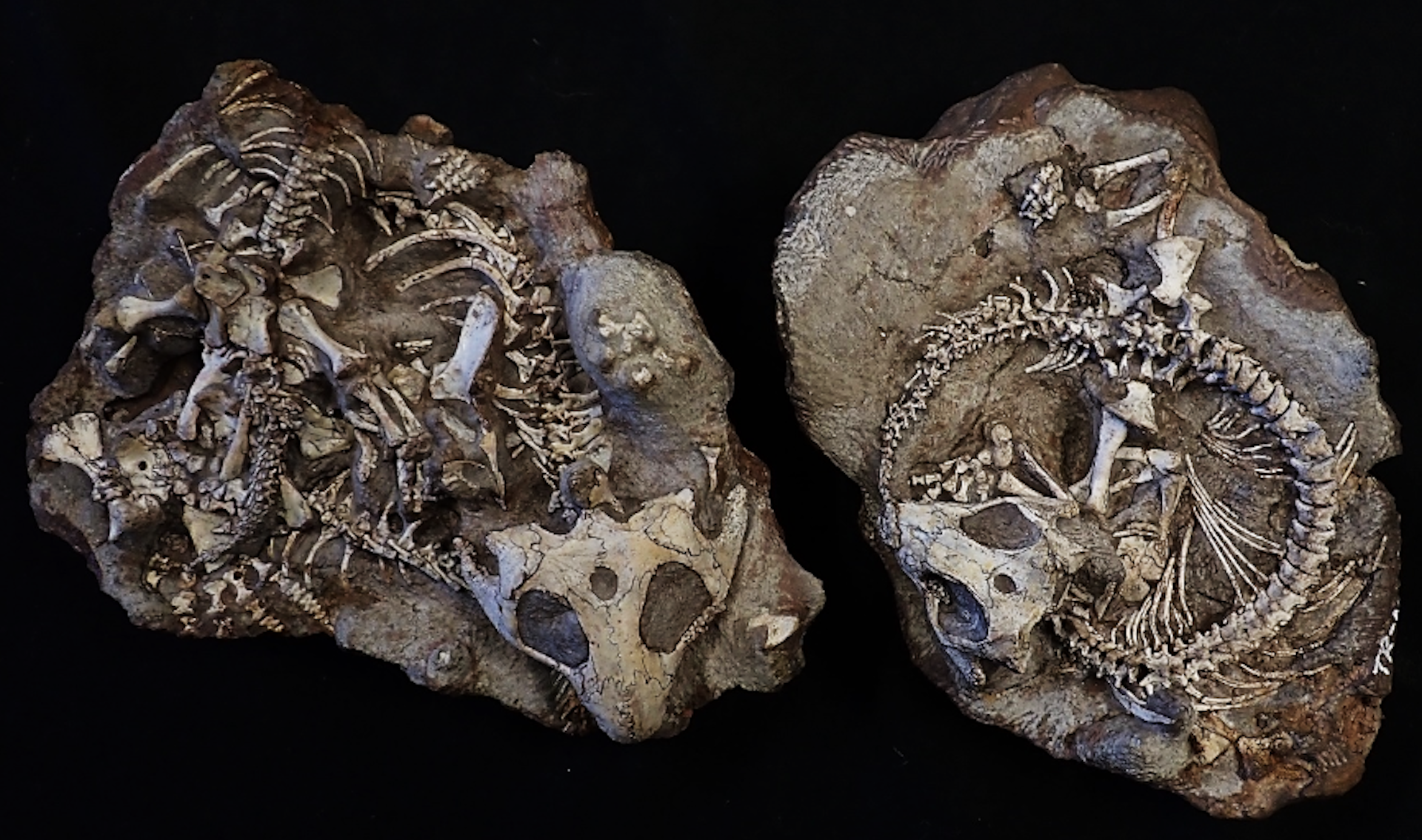 Fossils show colonies of reptiles lived communally 250 million years ...