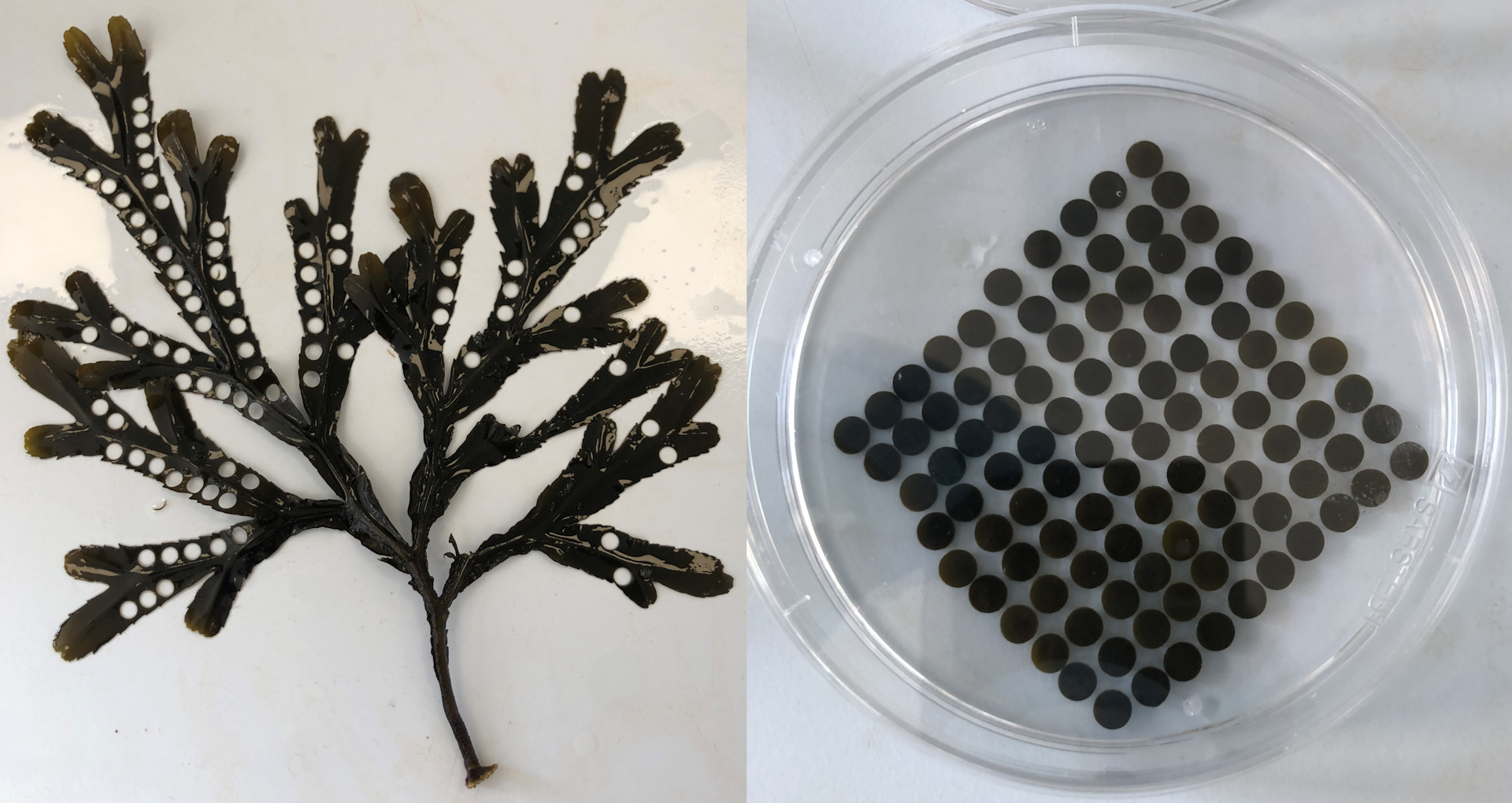 Marine fungi could help feed the world and fight disease