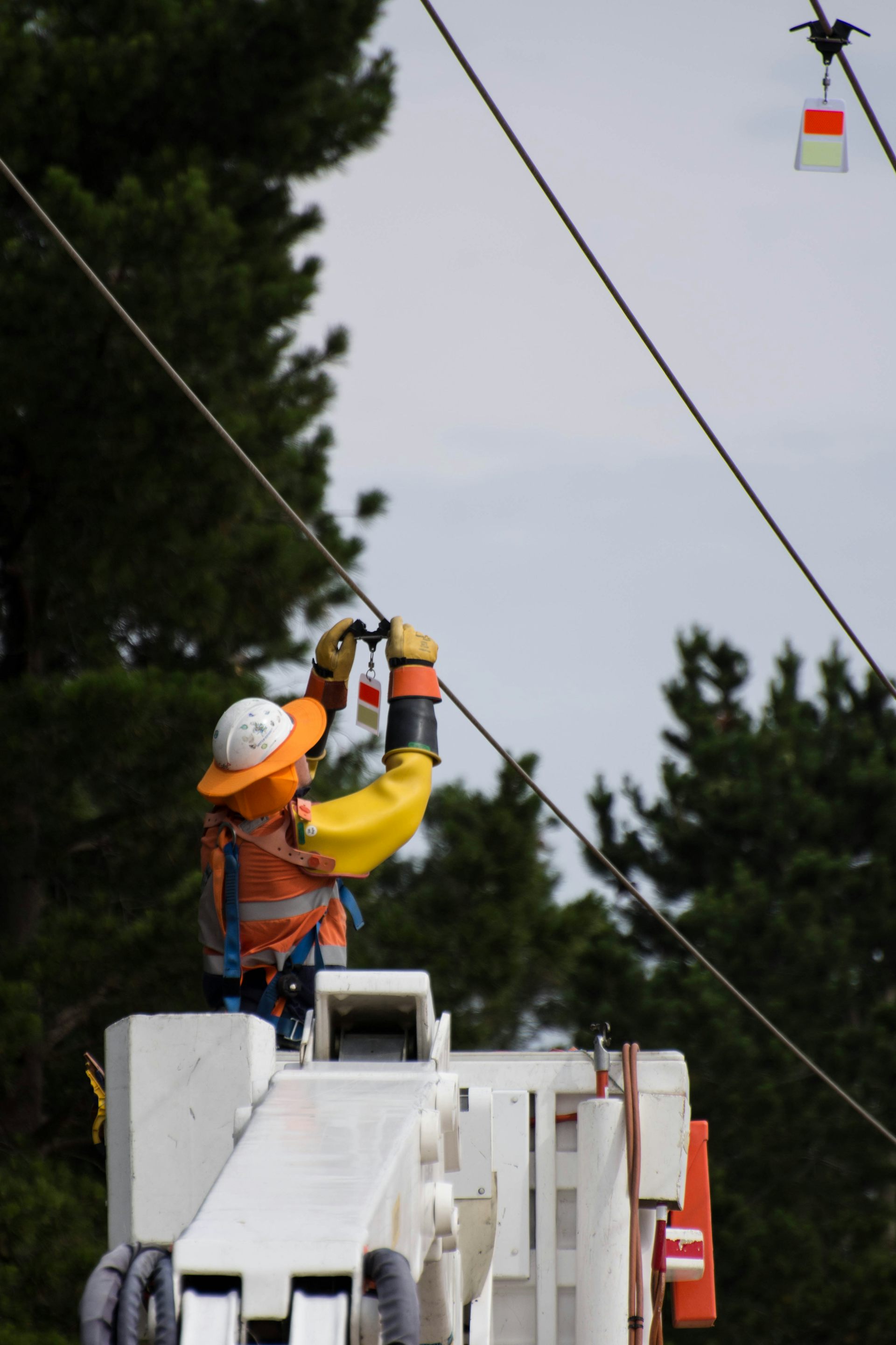 Overhead power lines kill millions of birds a year. Scientists found a ...
