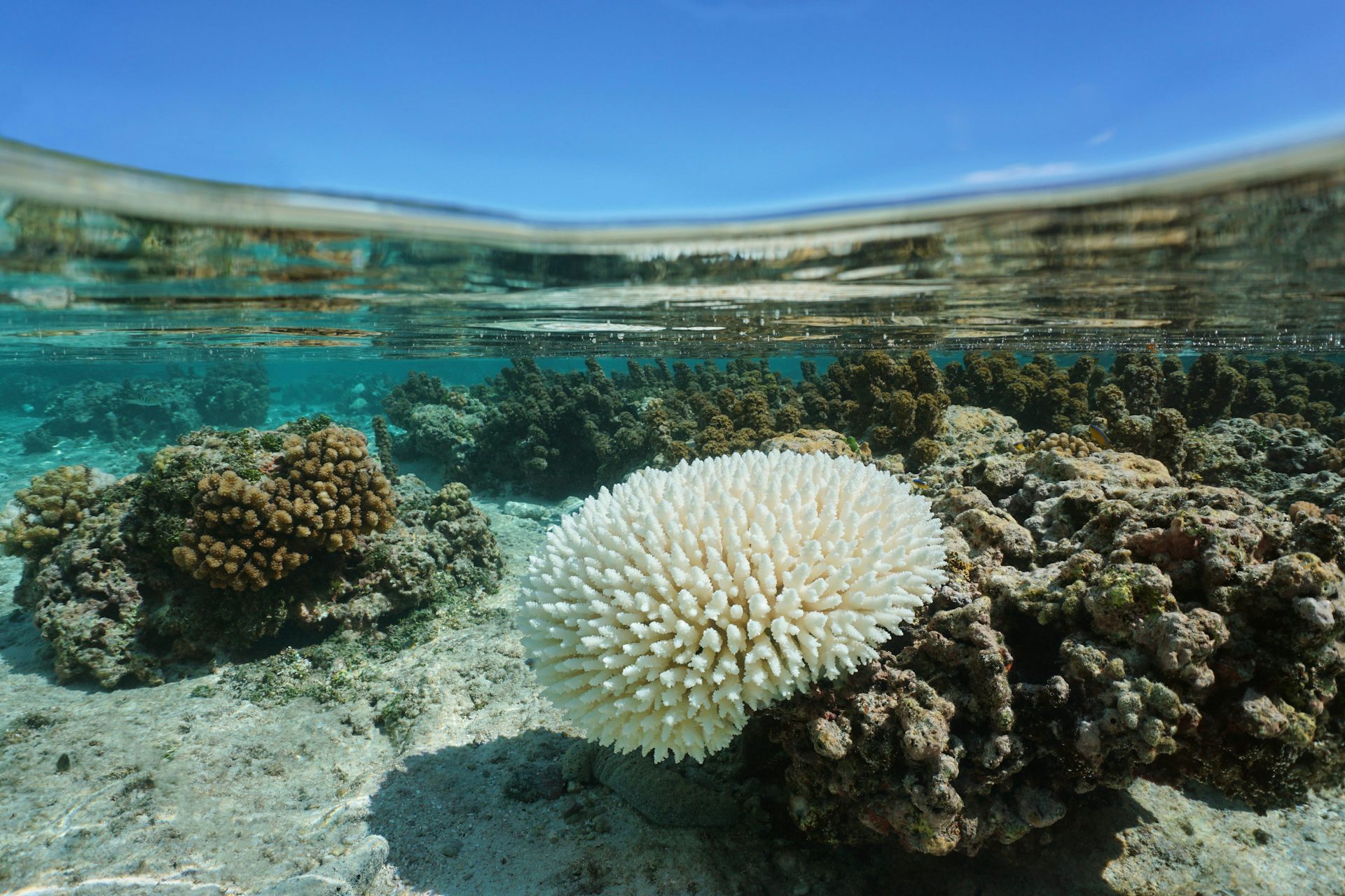 The great coral reef relocation