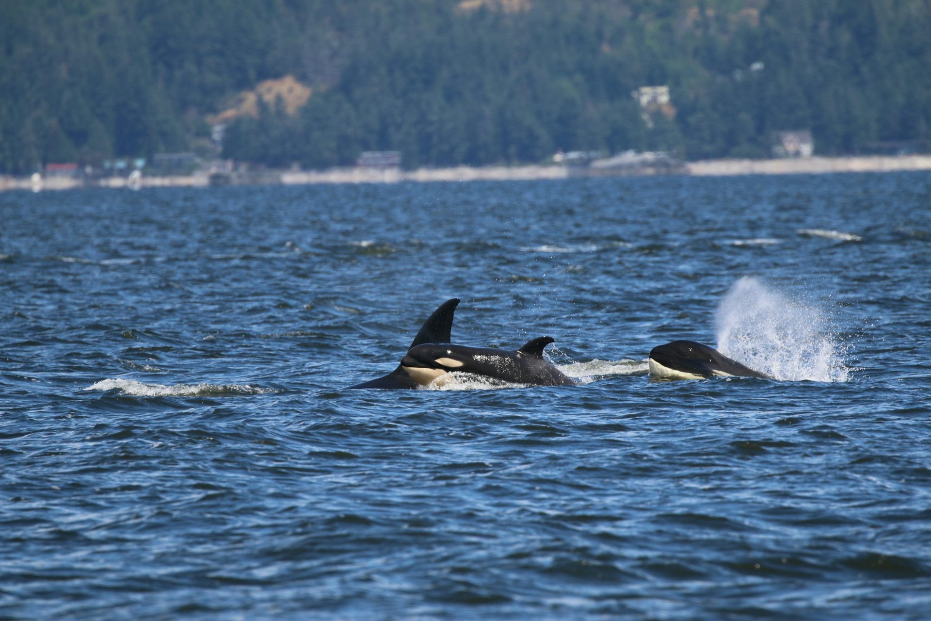 Drone footage captured orcas crafting tools out of kelp – and using ...