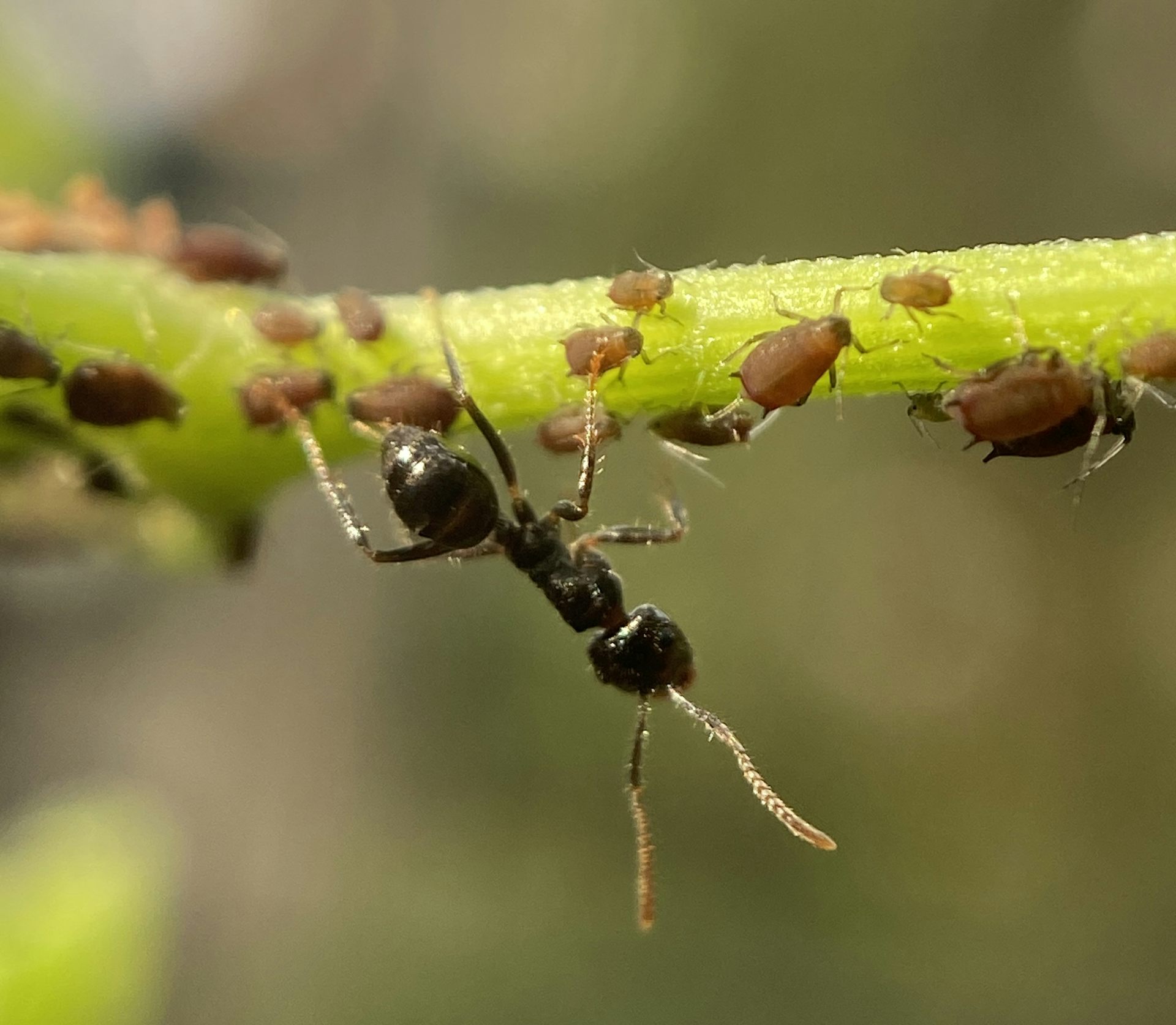 Hold up, humans. Ants figured out medicine, farming and engineering ...