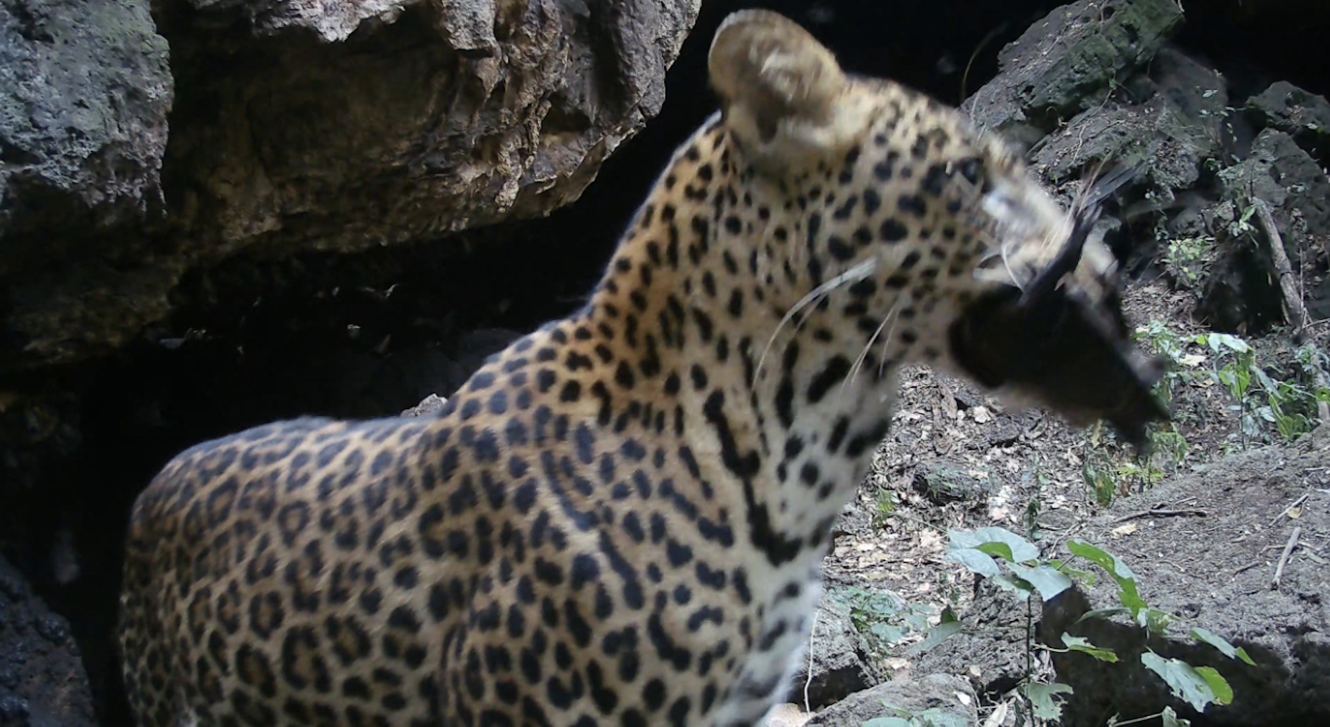 How does Marburg virus spread between species? Young Ugandan scientist ...