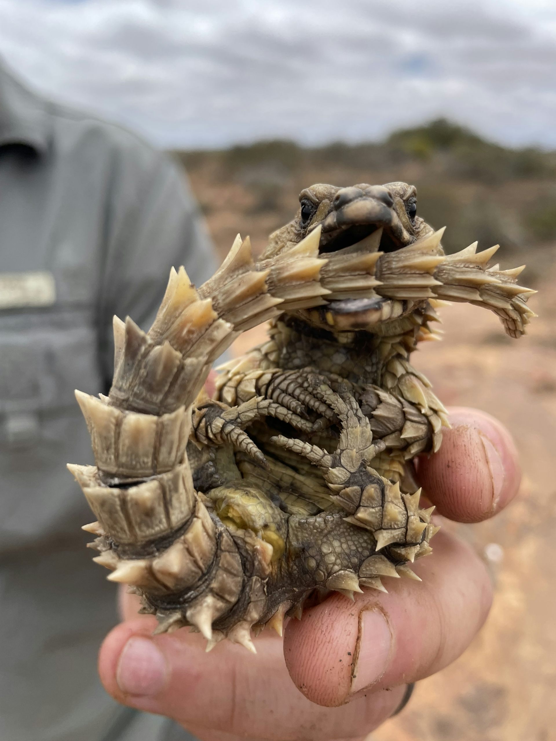 Surprise results in search for South African lizard species that have ...