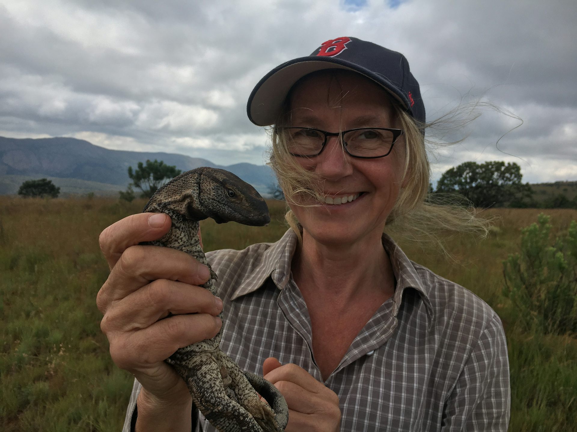 Surprise results in search for South African lizard species that have ...