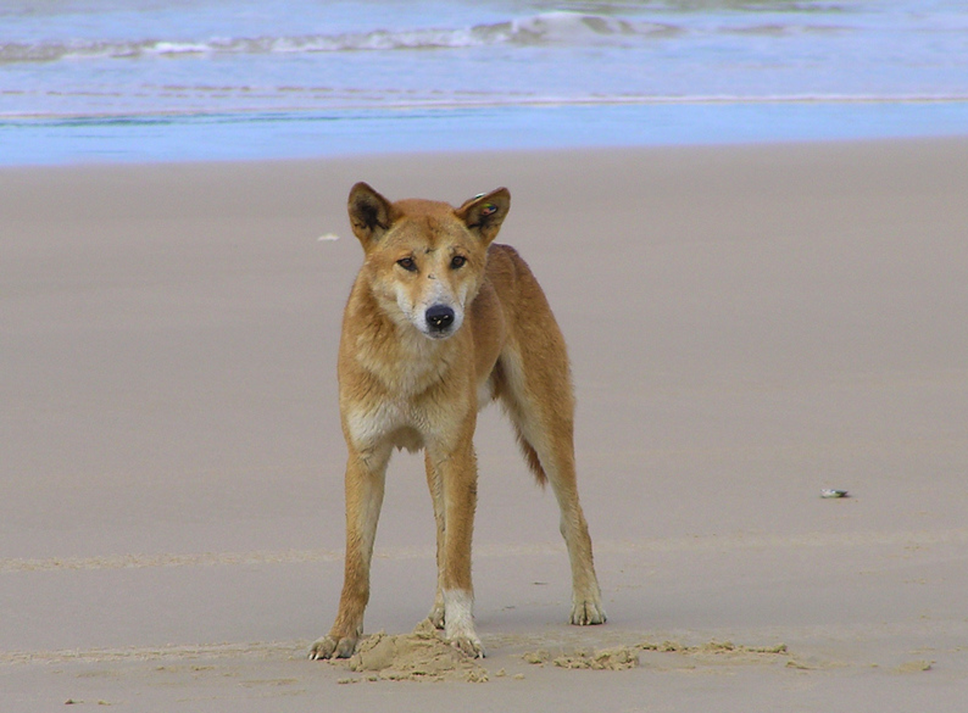 Death of the Fraser Island dingo