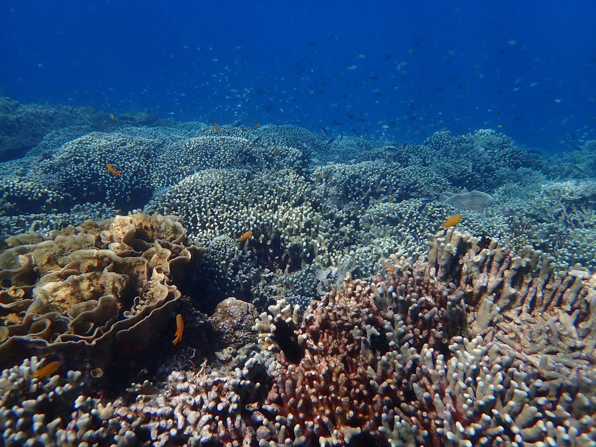 The beauty of coral reefs is key to their survival – so we came up with ...