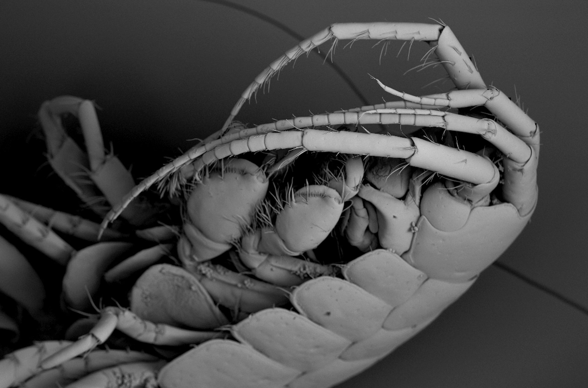 Coming to a river near you: the invasion of the intersex demon shrimp