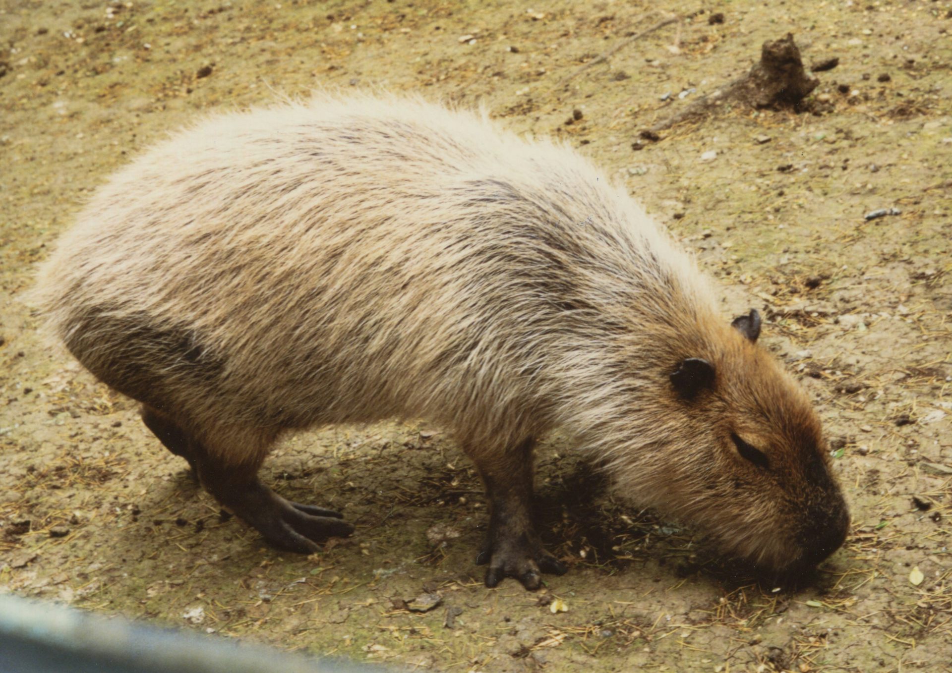 ¿Quiénes son los capibaras, esos curiosos roedores que se han ganado el ...