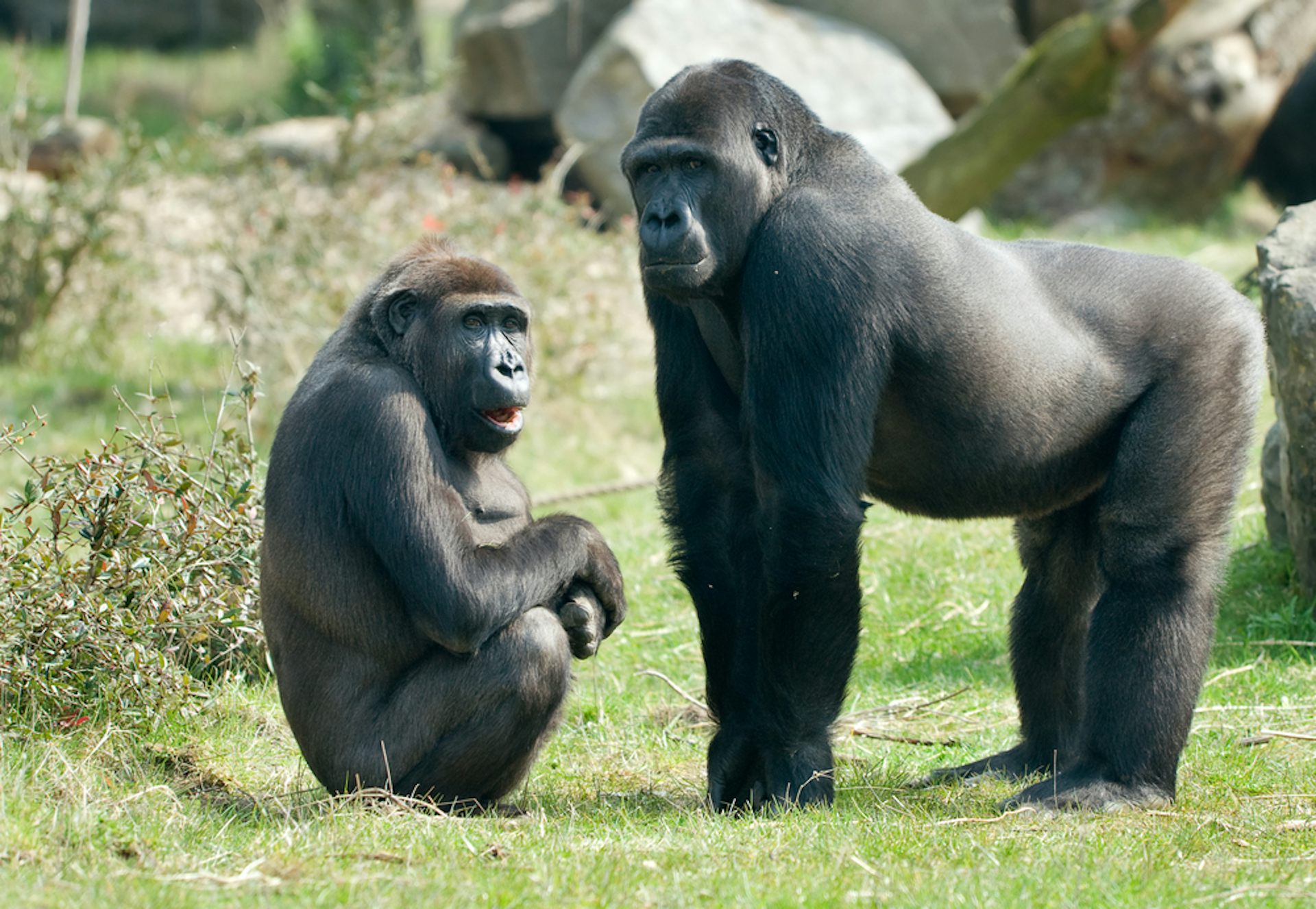Who’s got the power? Studies of male and female primates show it’s not ...