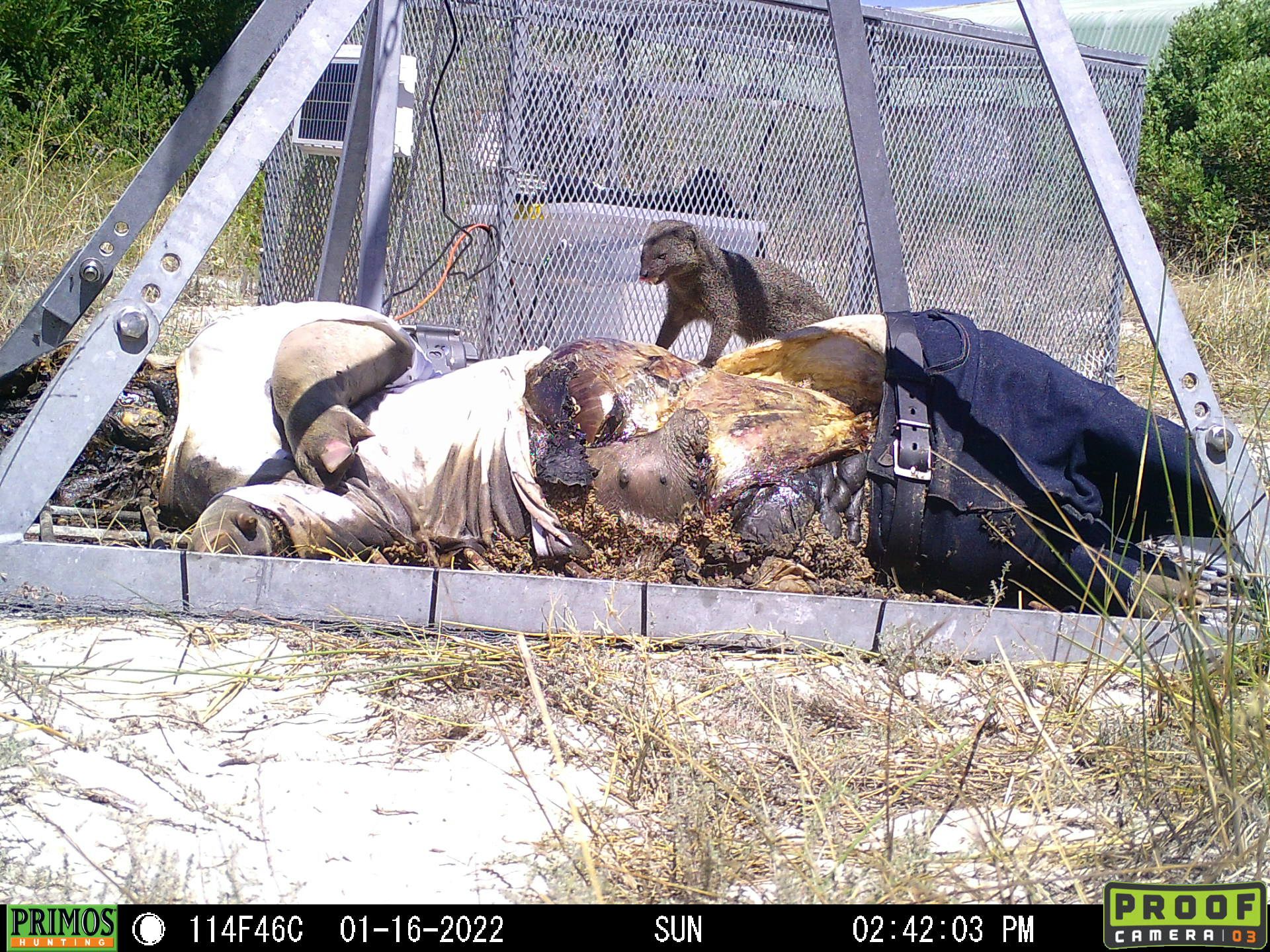 How do bodies decompose? Cape Town forensic scientists are pushing ...