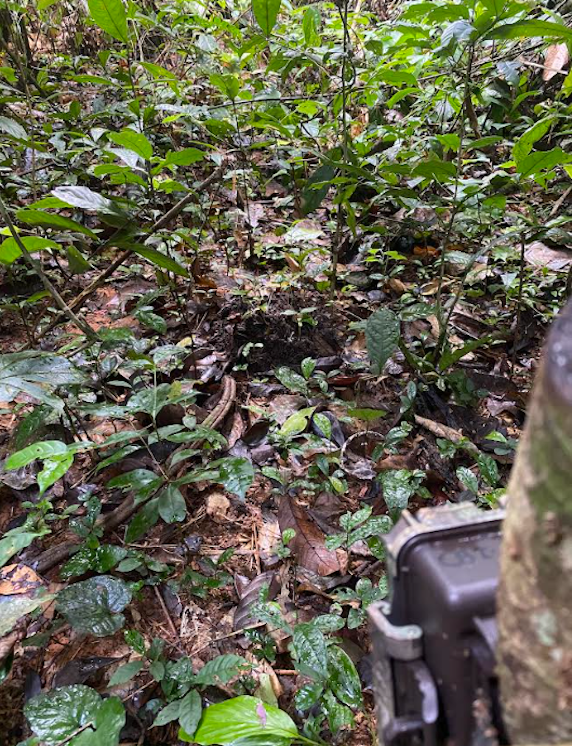 Ebony and ivory: why elephants and forests rise and fall together in ...