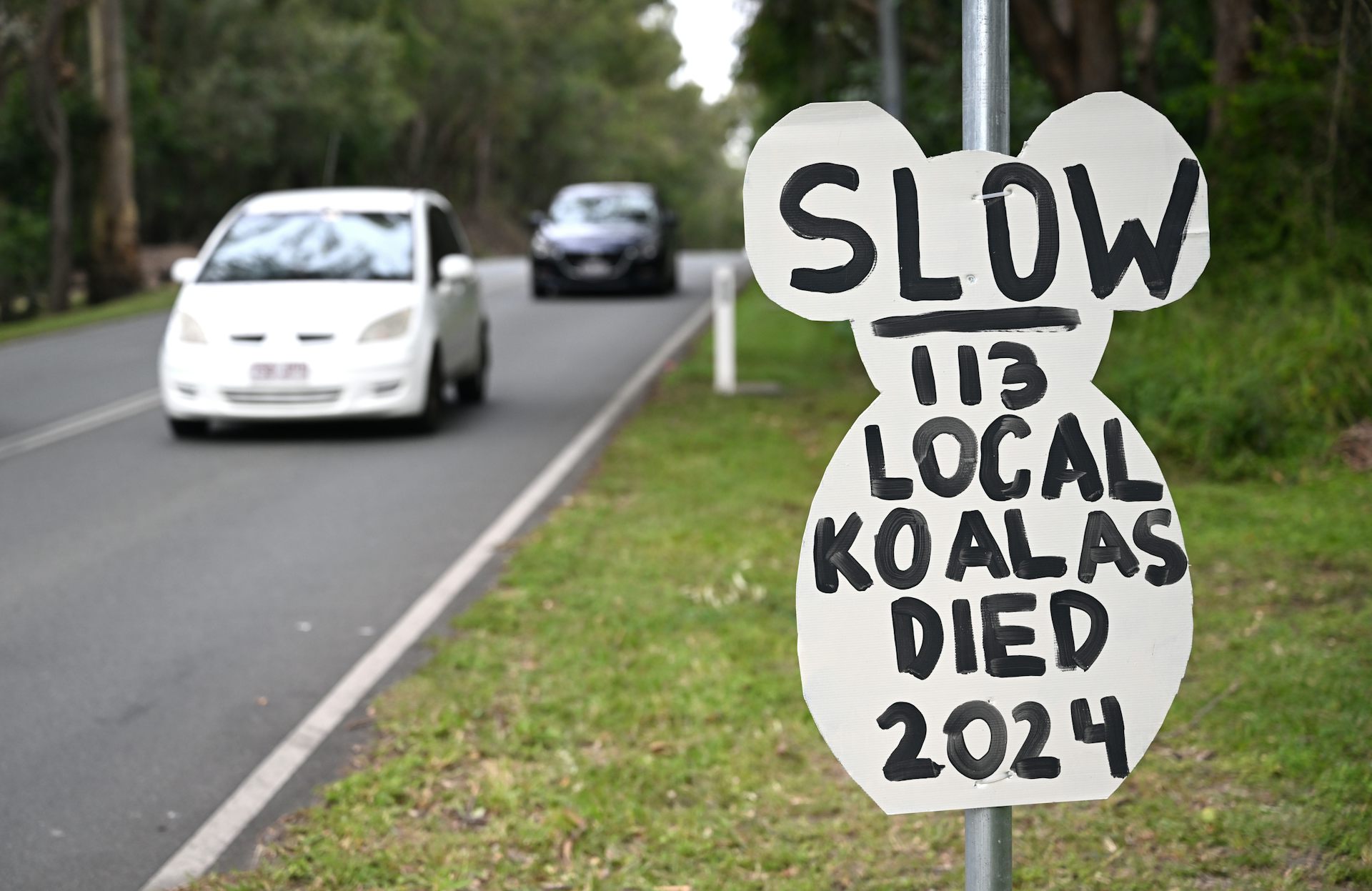 Koalas are running out of time. Will a $140 million national park save ...