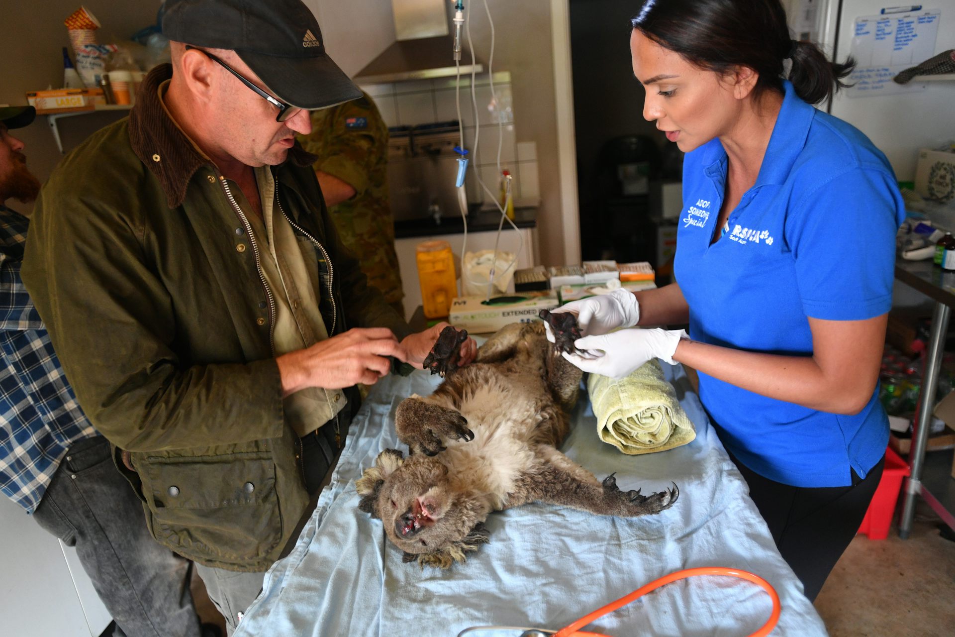 Koalas are running out of time. Will a $140 million national park save ...