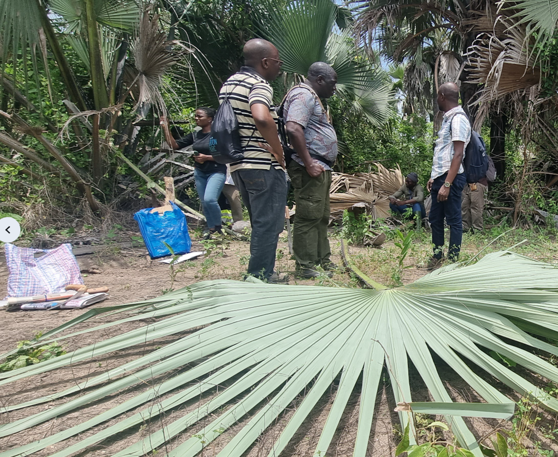 Palm trees in Africa are in decline: these botanists made a plan to do ...