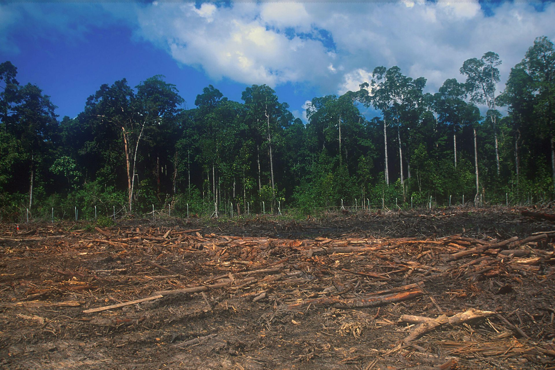 The alleged British links to mass deforestation and displacement in a ...