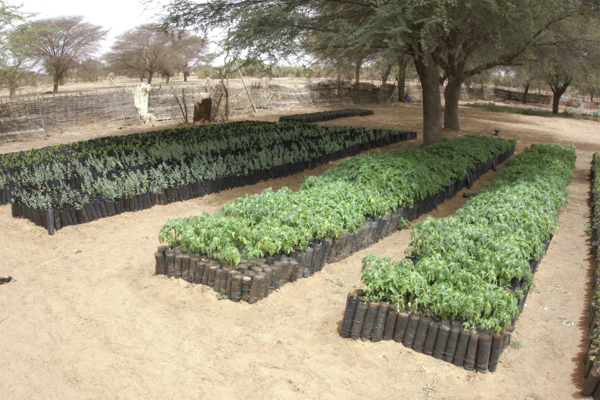 Africa’s ‘great green wall’ is stalling: in Senegal very few planted ...
