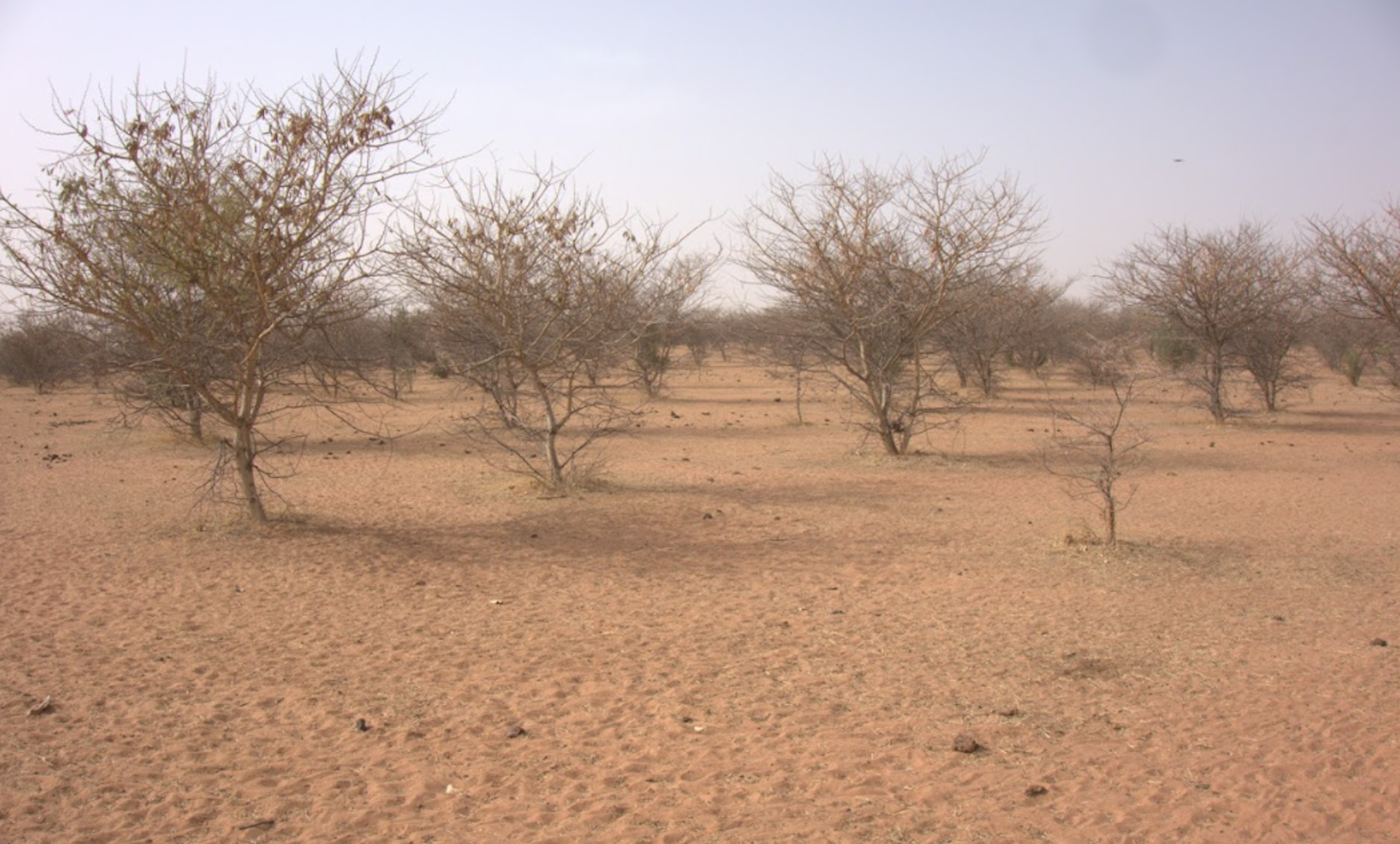 Africa’s ‘great green wall’ is stalling: in Senegal very few planted ...