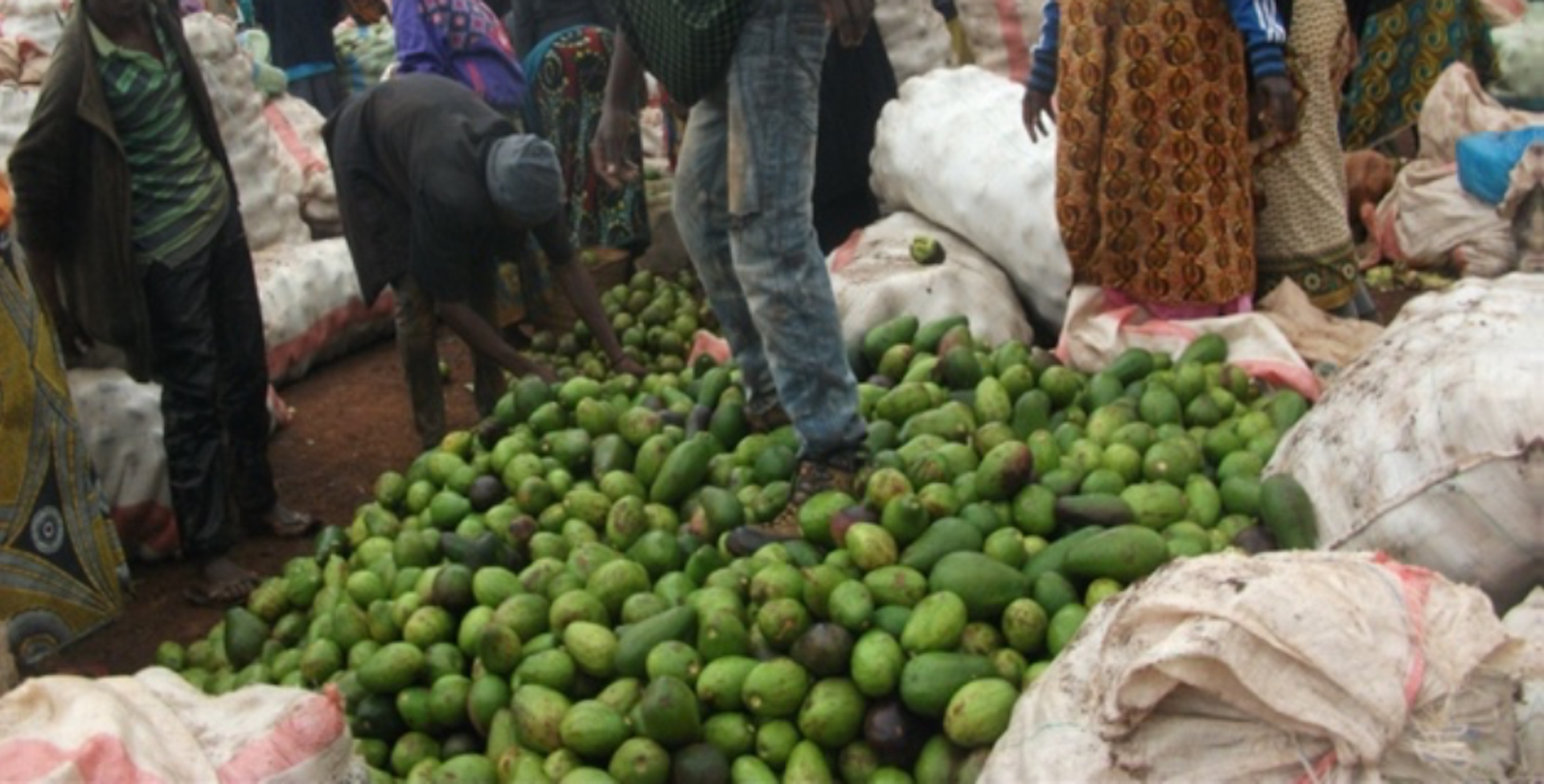 Tanzania’s green gold rush: how avocado waste is hurting farmers and ...