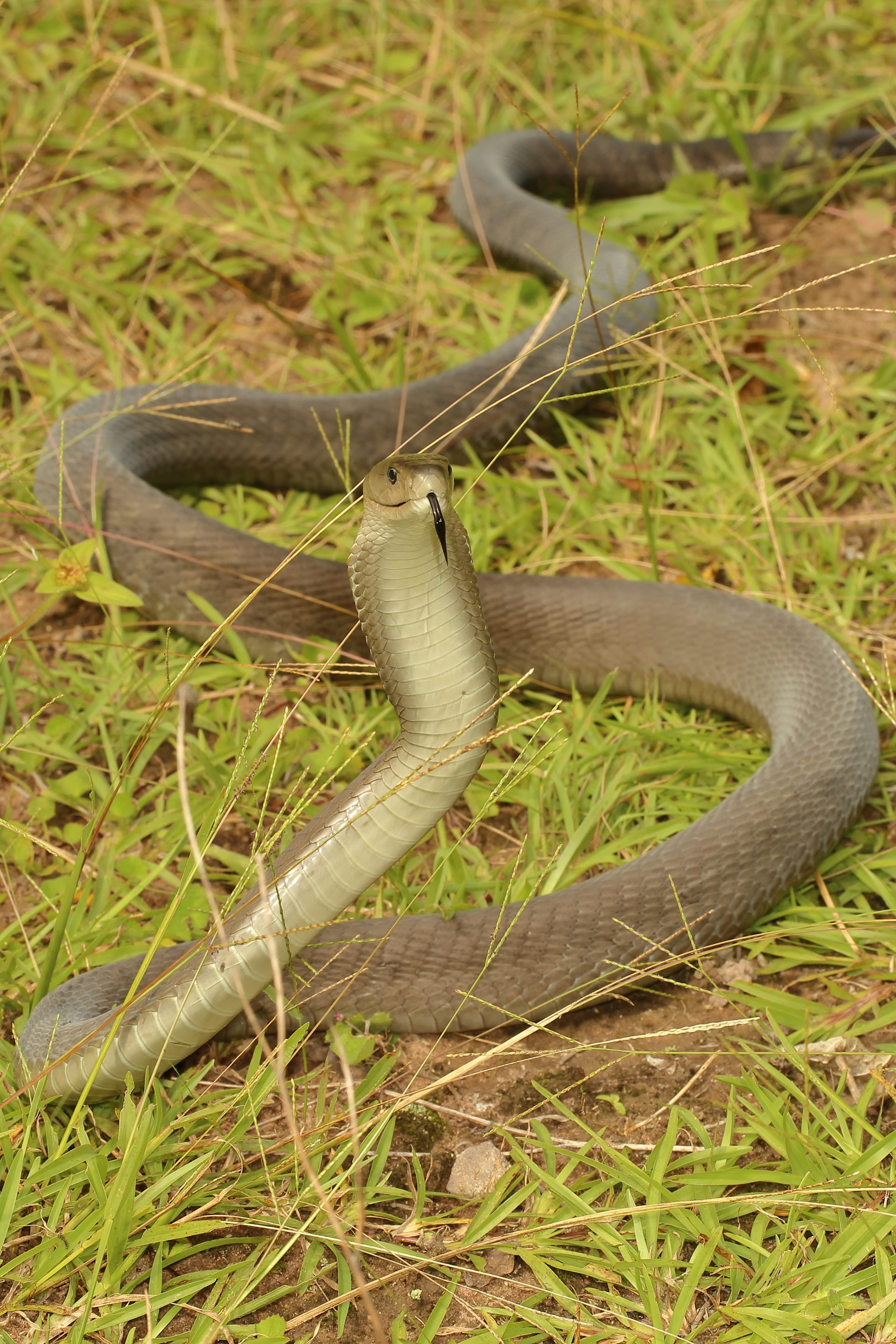 Toxic pollution builds up in snake scales: what we learnt from black mambas
