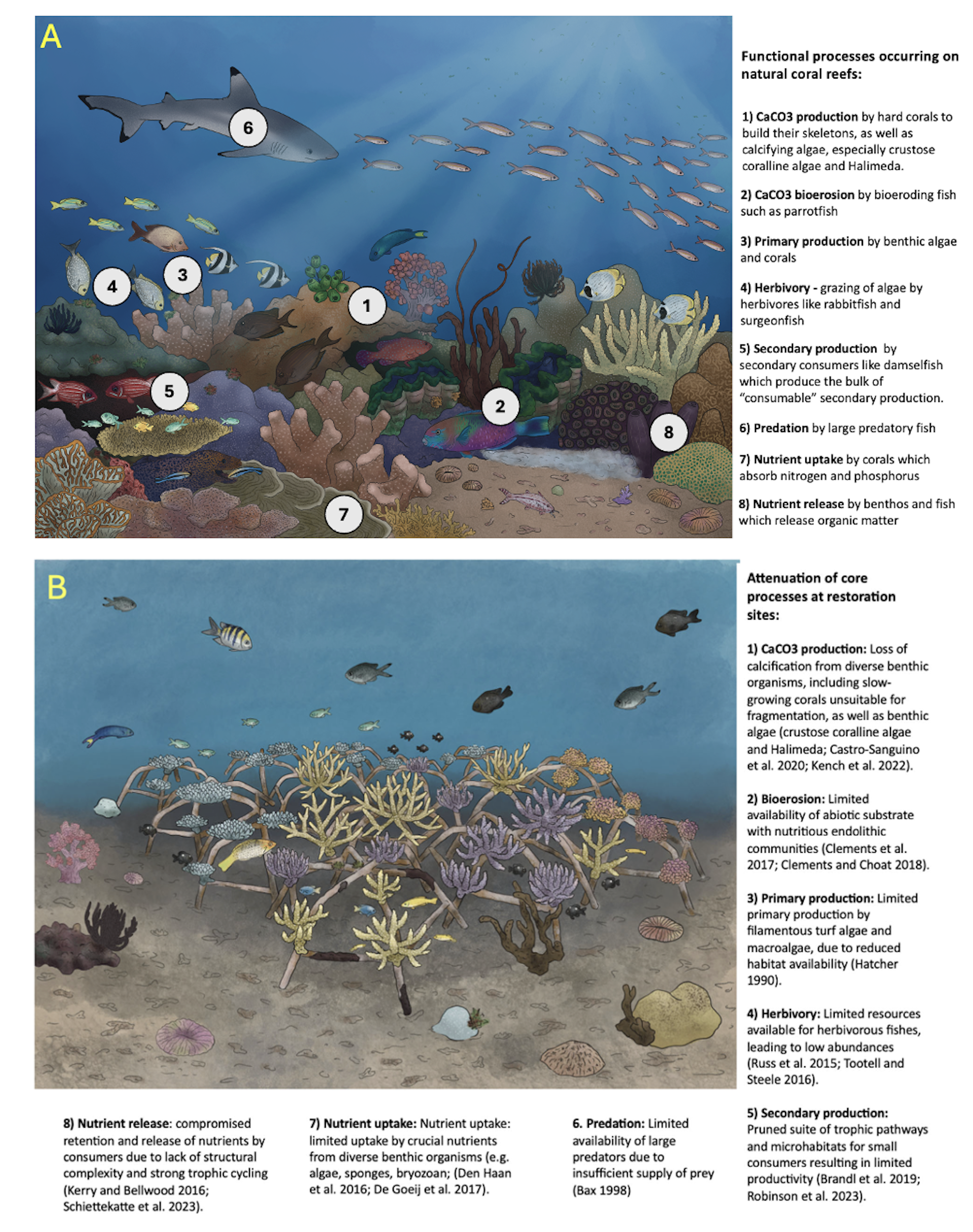 Reef restoration shouldn’t just be about growing corals - but also ...