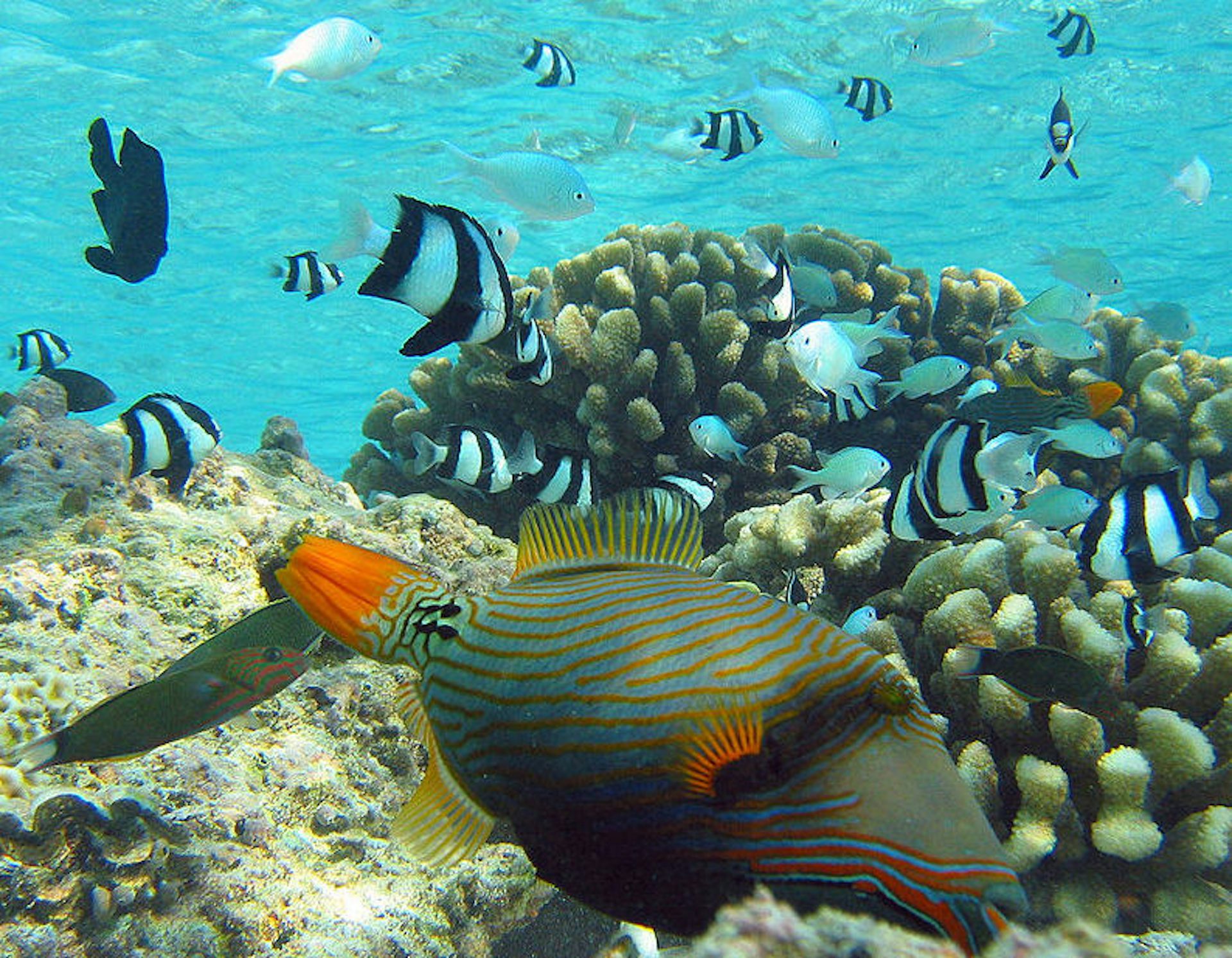 Strange tale of fish eye evolution shows how new species could be born