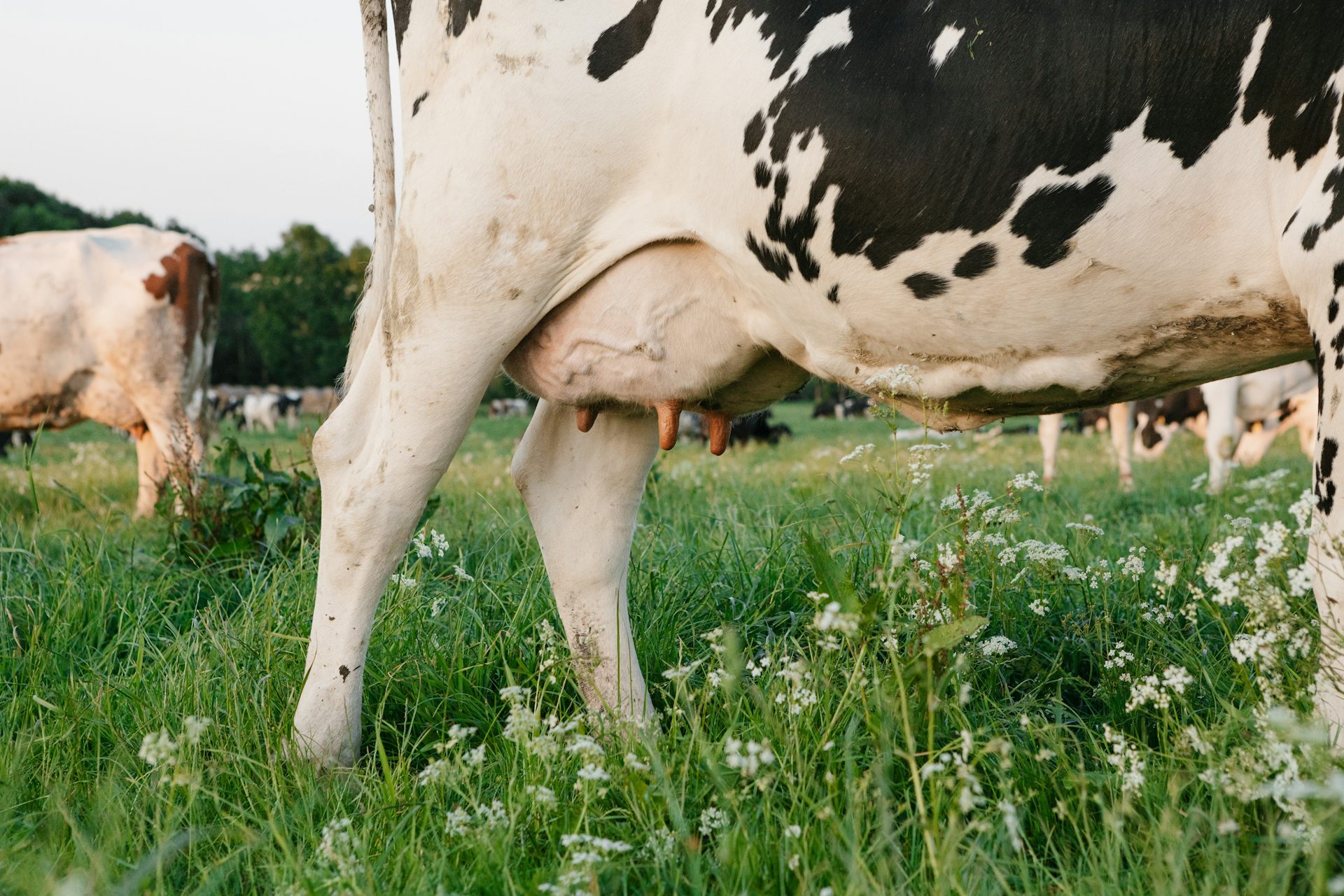 The politics of milk: how a simple drink got caught up in power ...