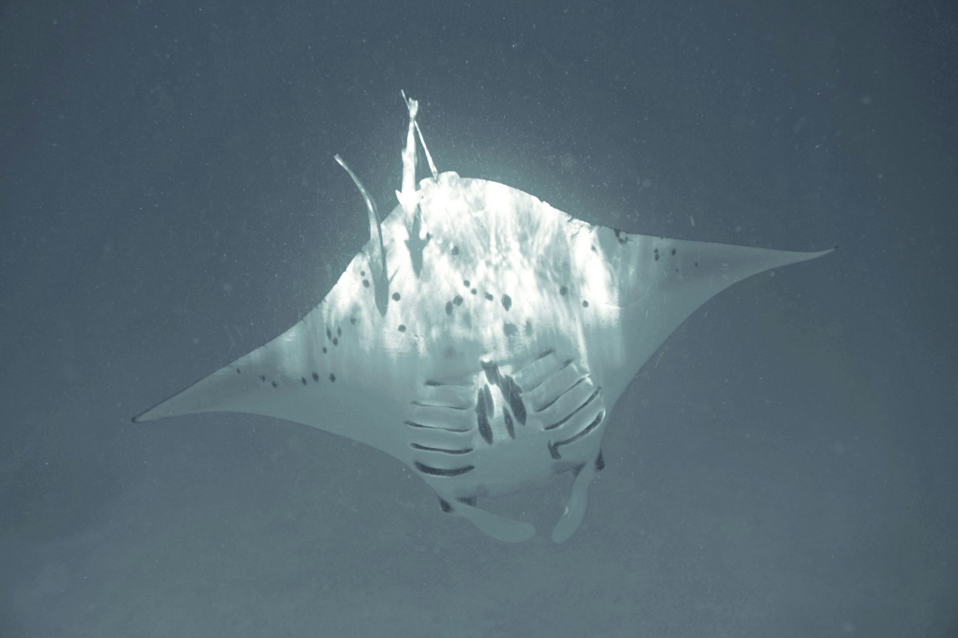 Tambang nikel di Raja Ampat ancam habitat hewan langka pari manta
