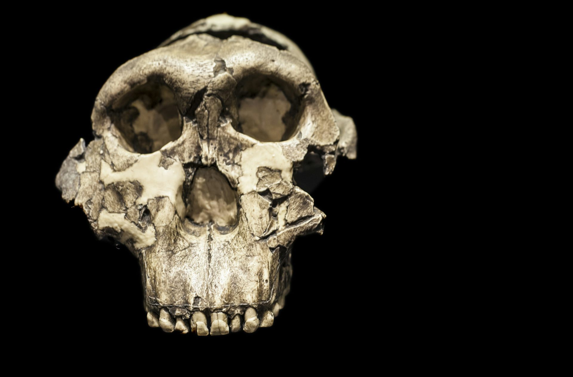 Fossil hand from human relative puzzles scientists with mix of human ...
