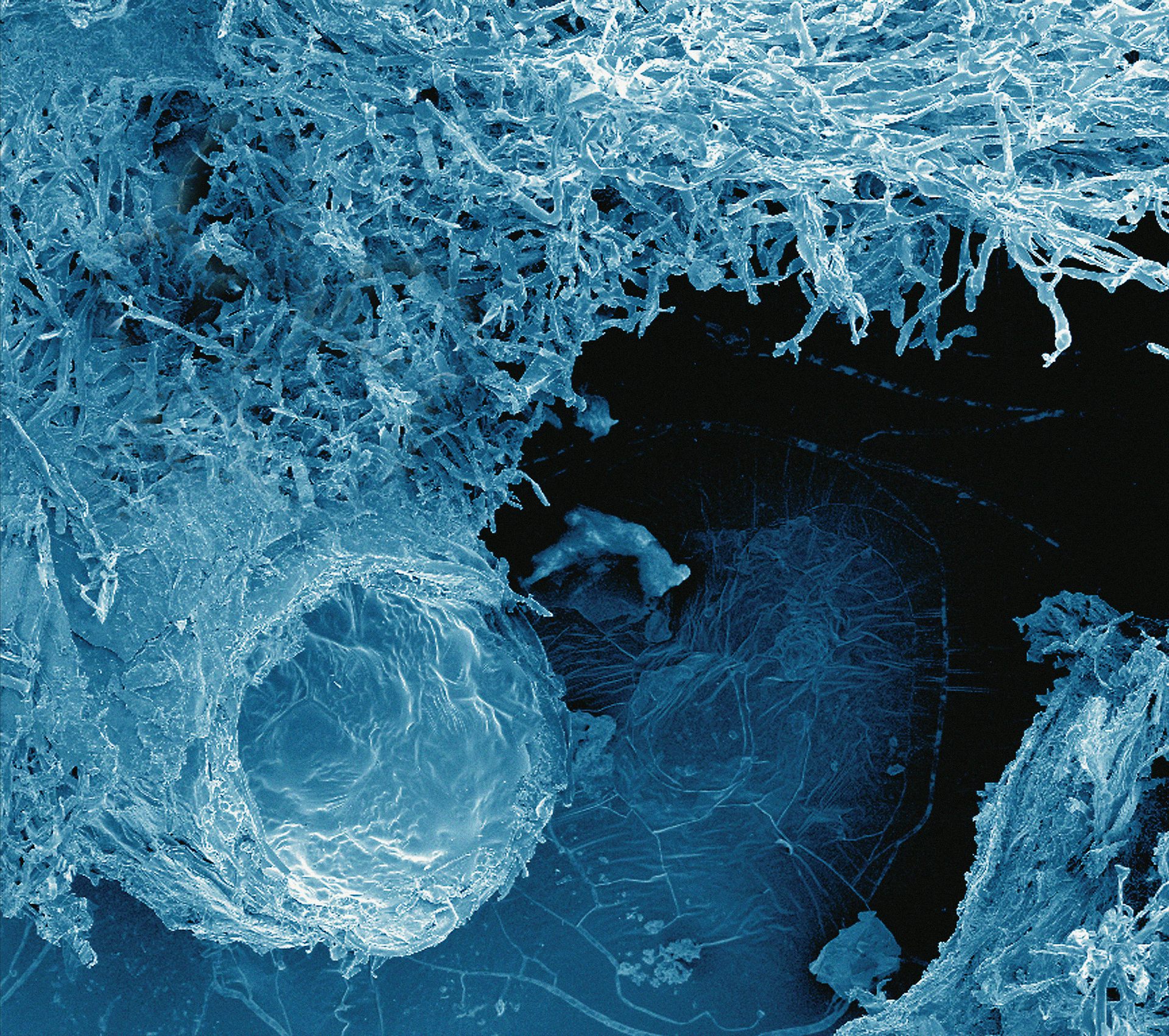 Tapping the ‘plant microbiome’ to improve farming and plant health