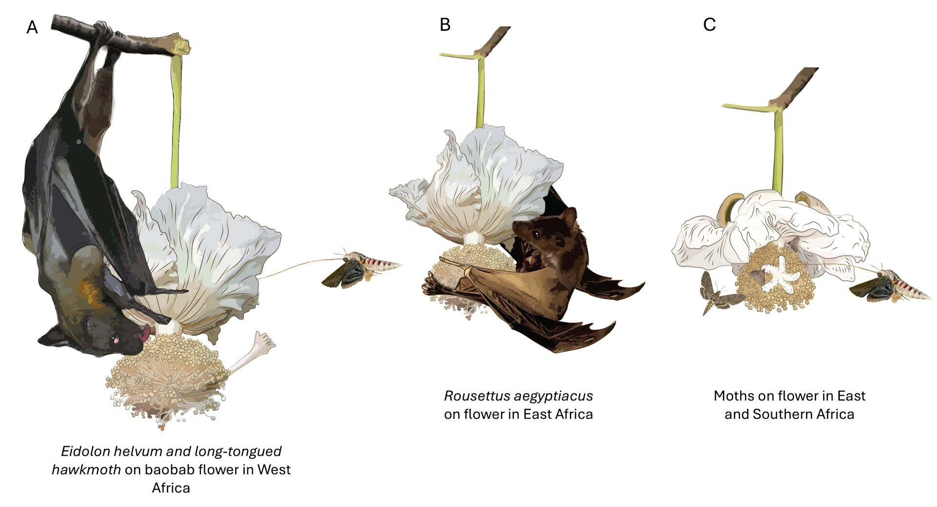 The secret life of baobabs: how bats and moths keep Africa’s giant ...