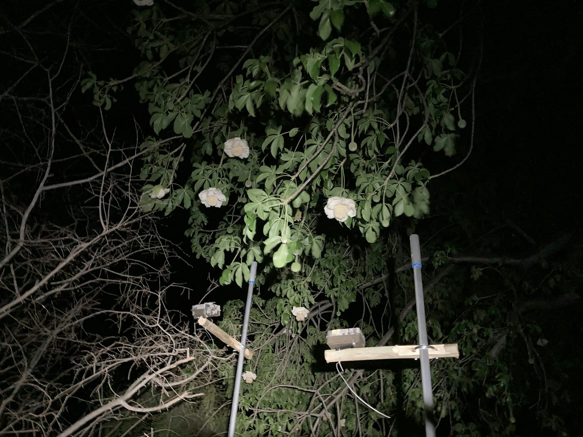 The secret life of baobabs: how bats and moths keep Africa’s giant ...