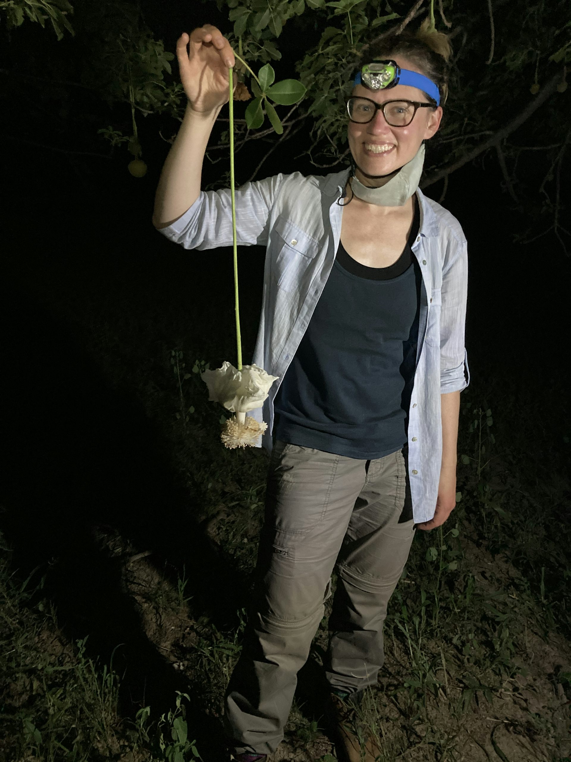 The secret life of baobabs: how bats and moths keep Africa’s giant ...