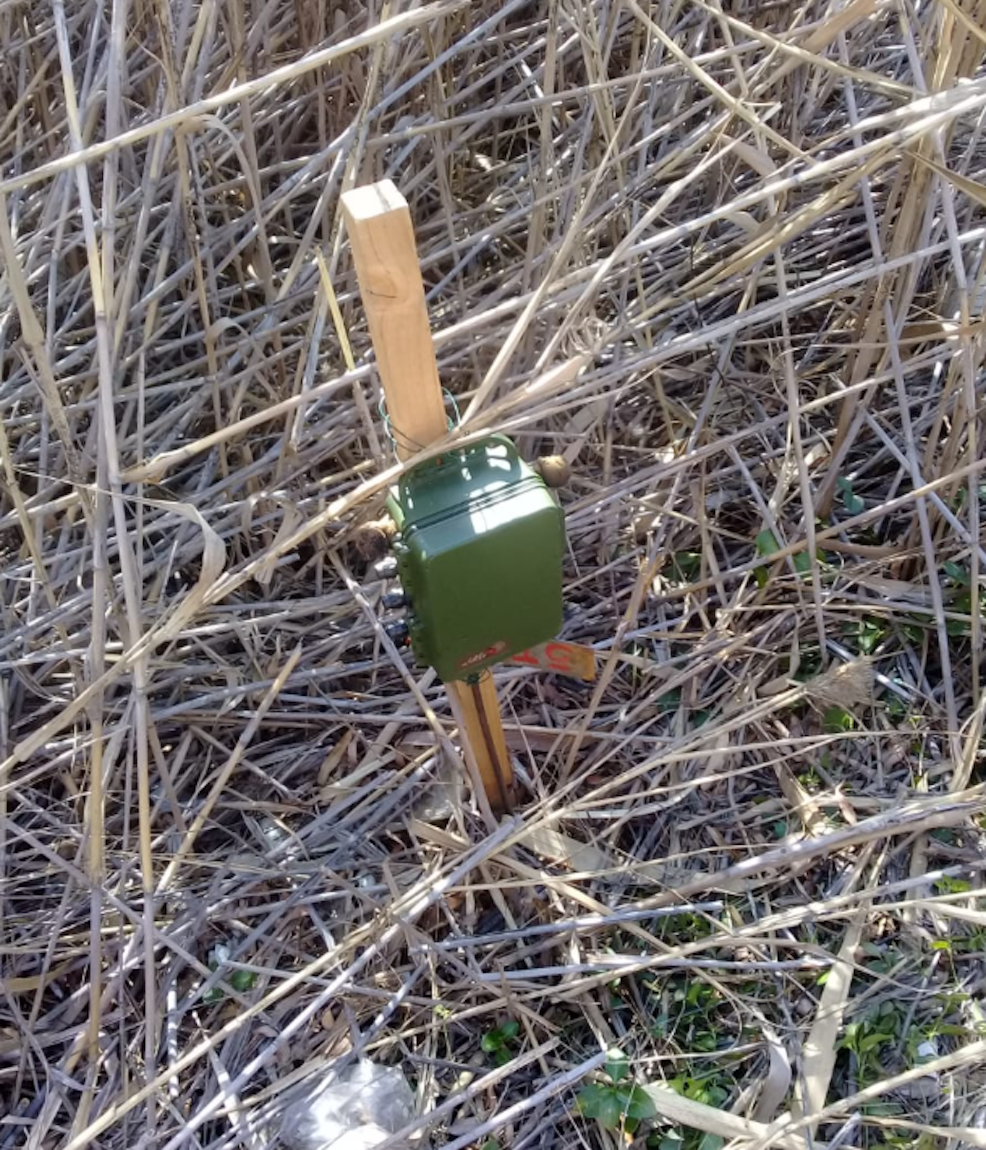 What makes mountain birds sing at dawn – and why are they sometimes ...