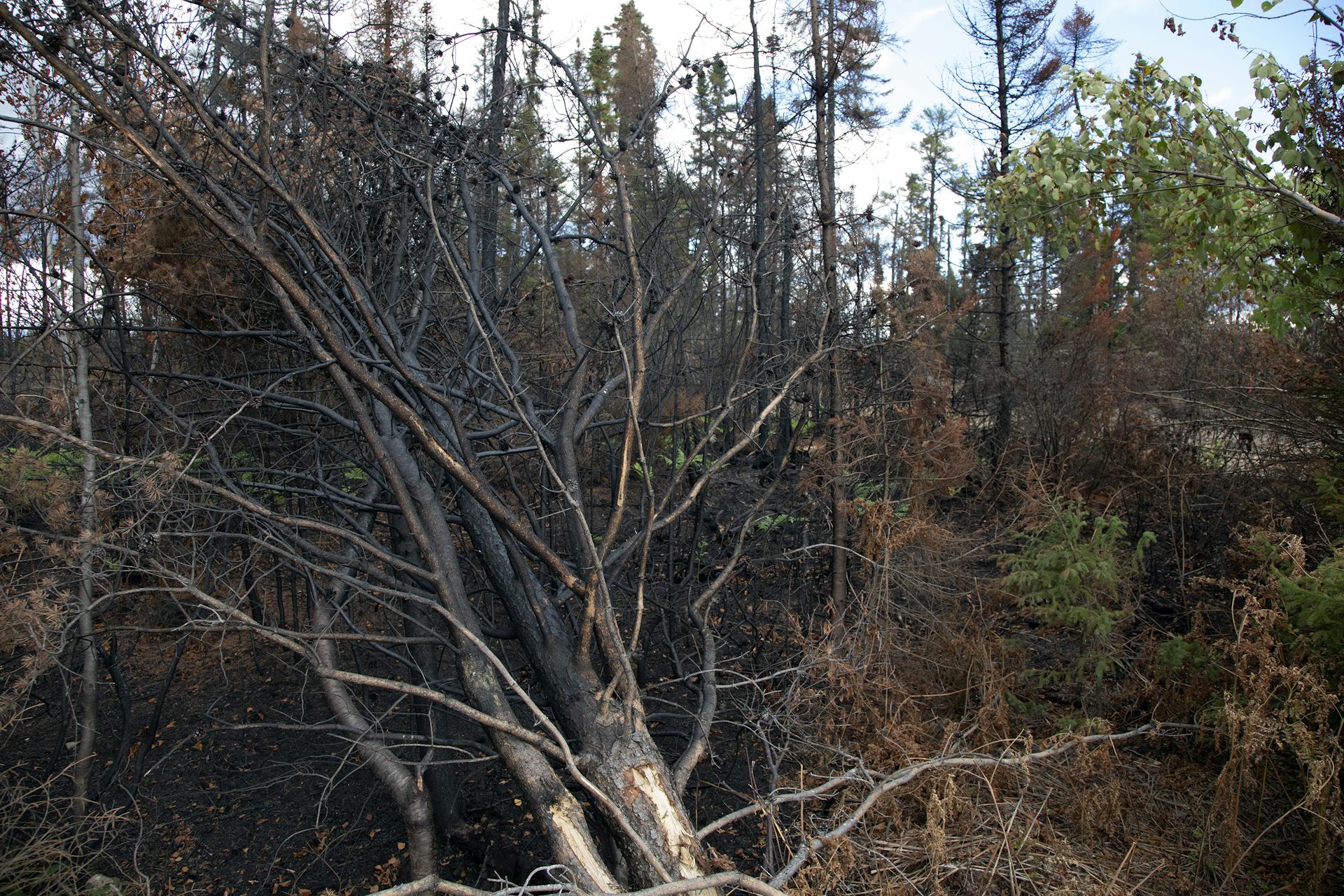 Biomass could play a key role in Canada’s transition to a carbon ...