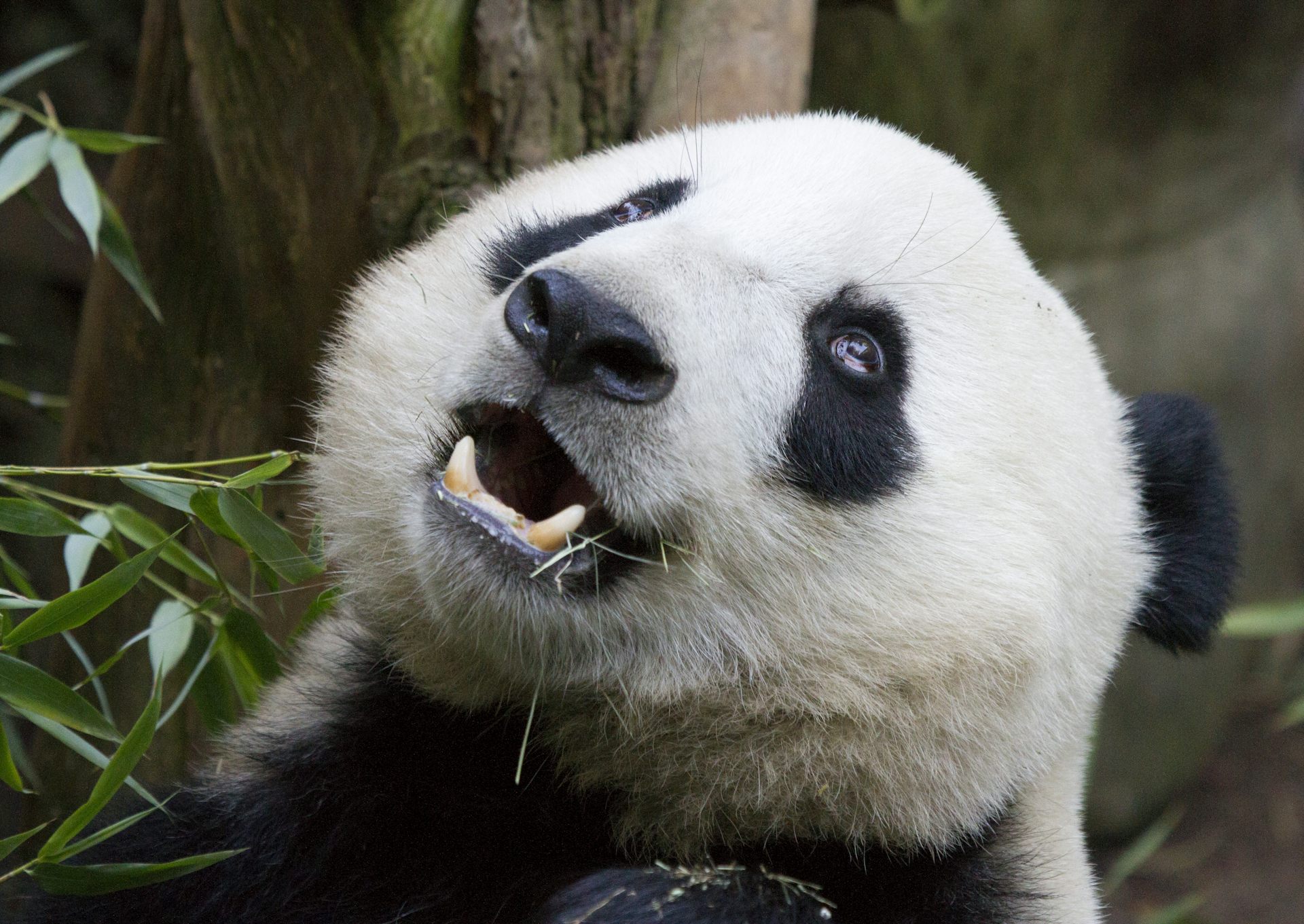 Meet the parasitic worm that kills giant pandas