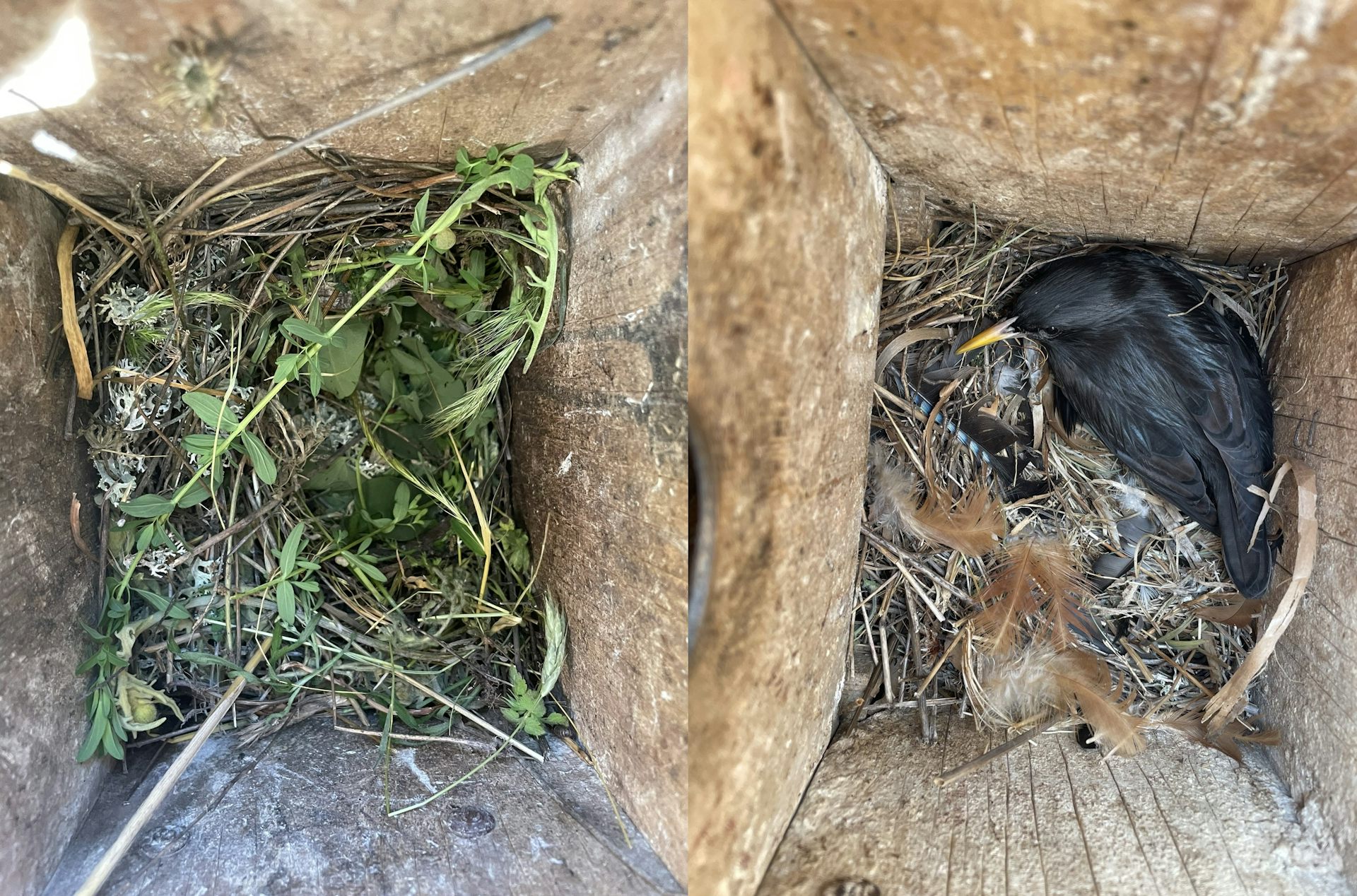 El curioso comportamiento de algunas aves que utilizan plantas frescas ...