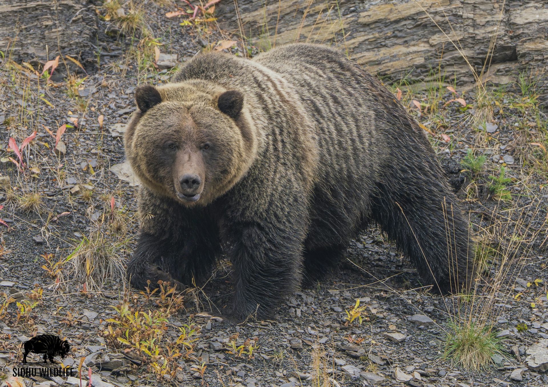 Calls for grizzly hunts to return to Western Canada oversimplify a ...