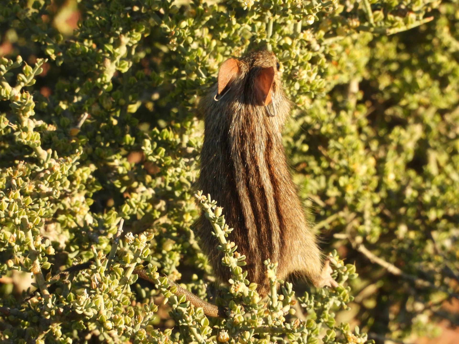 Hotter weather thickens the blood of wild mammals: in a world first we ...