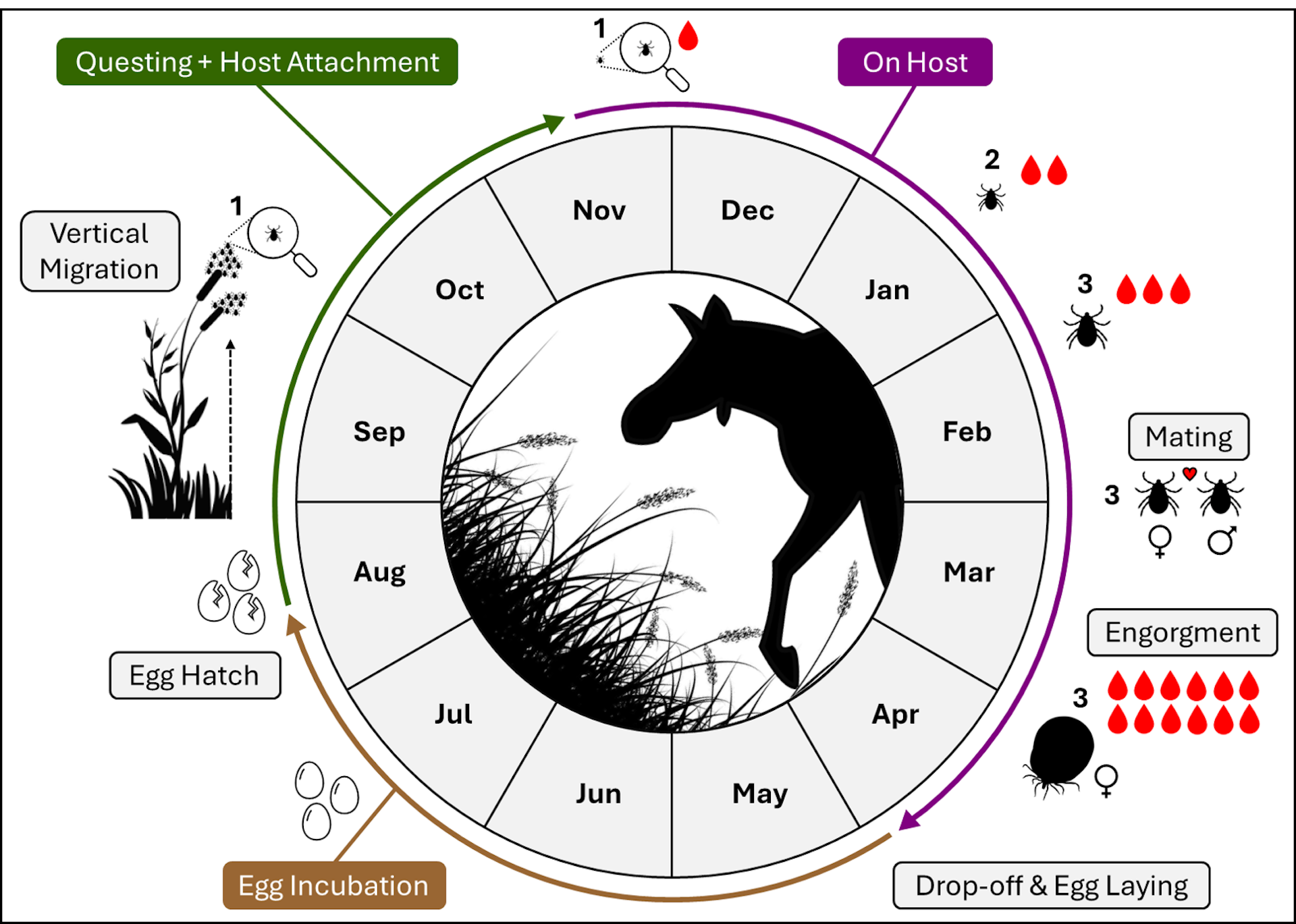 Milder winters, more parasites: Are moose at risk from winter ticks?