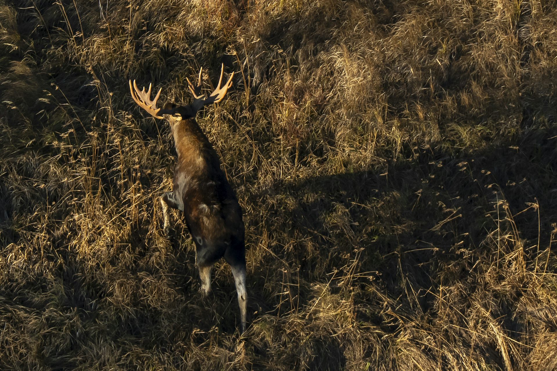 Tracking wildlife using DNA: A scientific breakthrough made with an ...