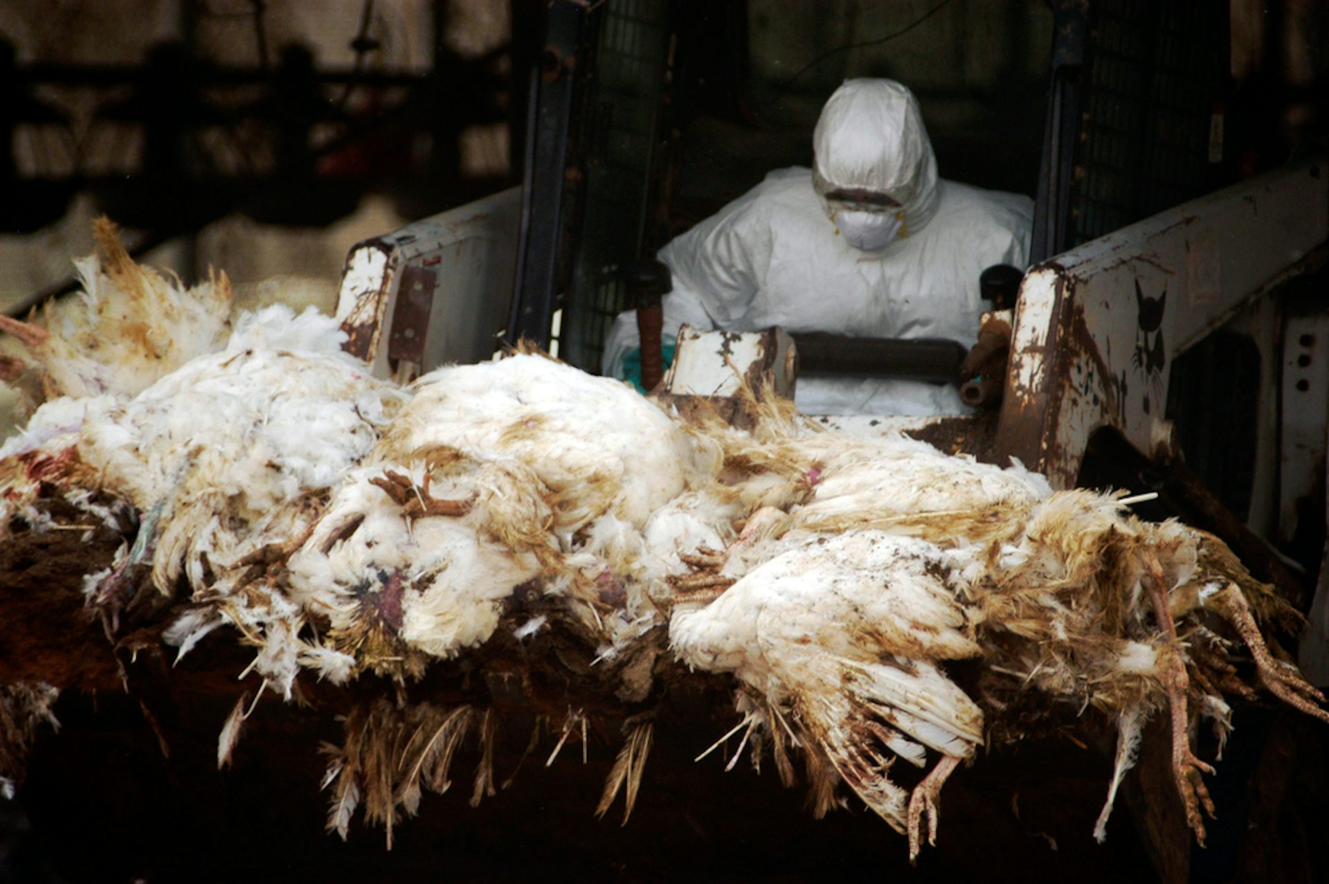 Five things you need to know about bird flu