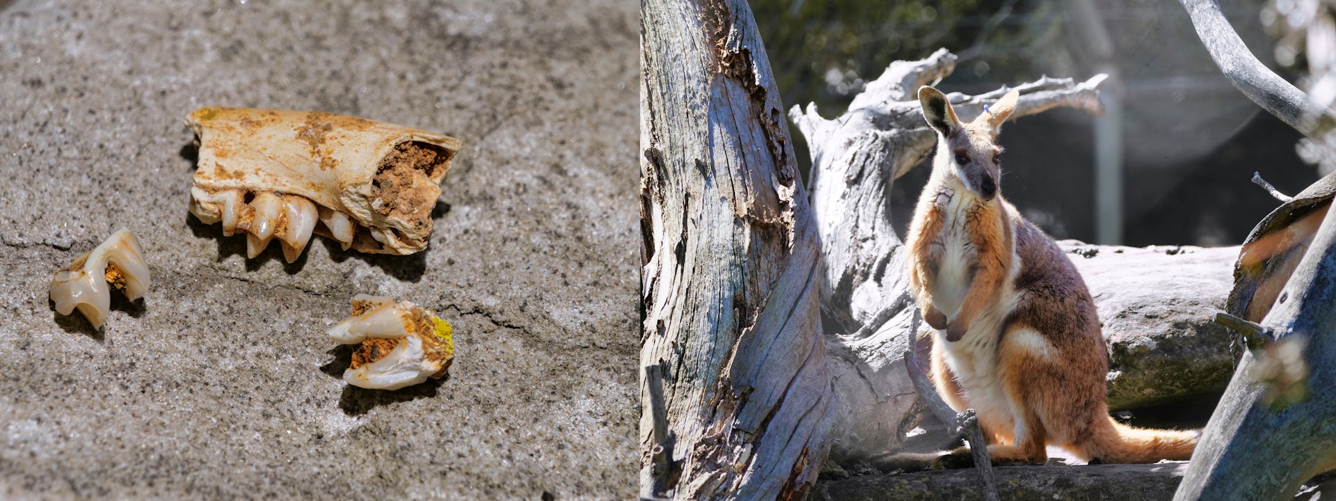 Modern rock wallabies seem to survive by sticking together in small ...