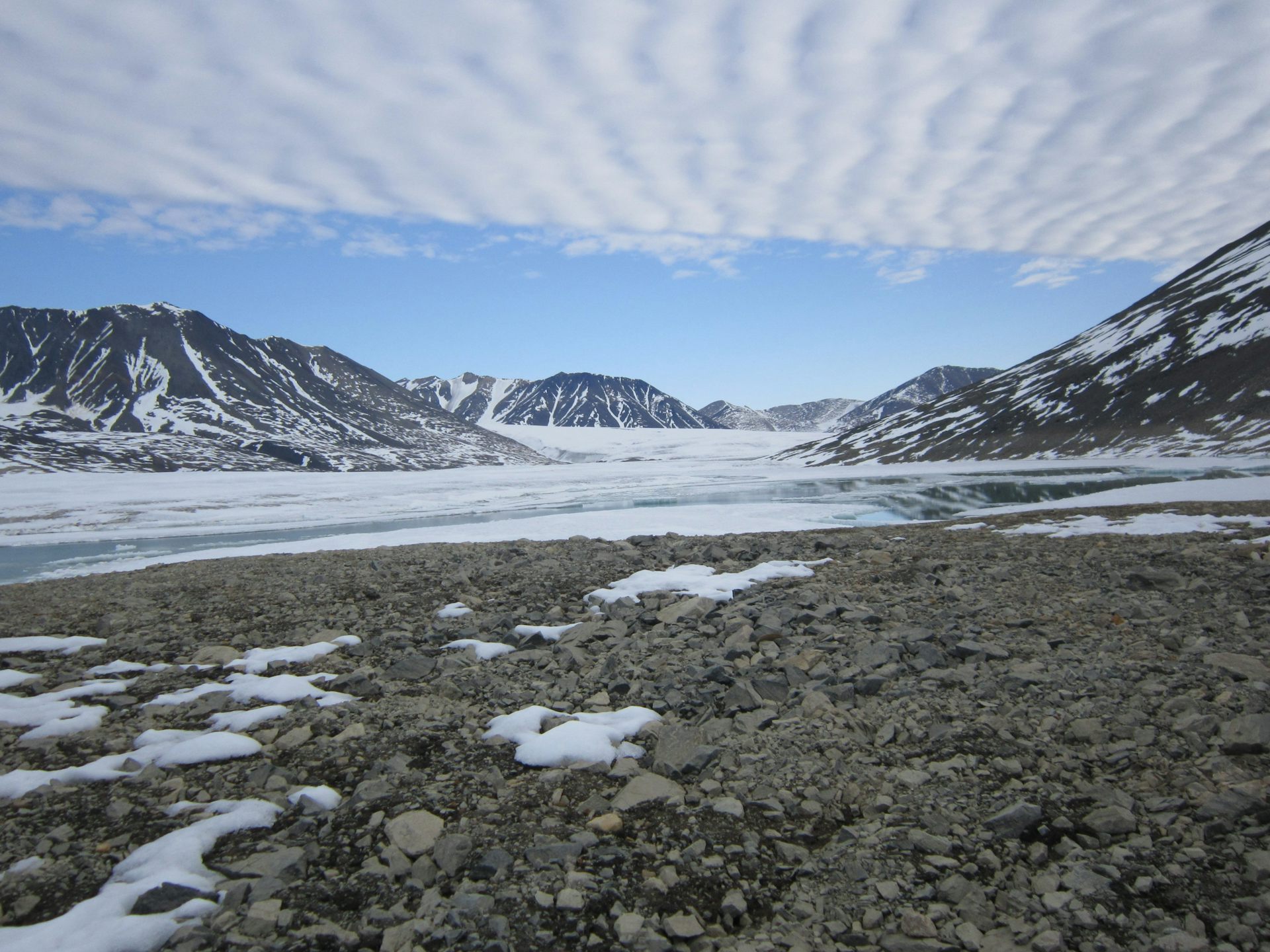 The giant viruses that orchestrate life in the polar regions