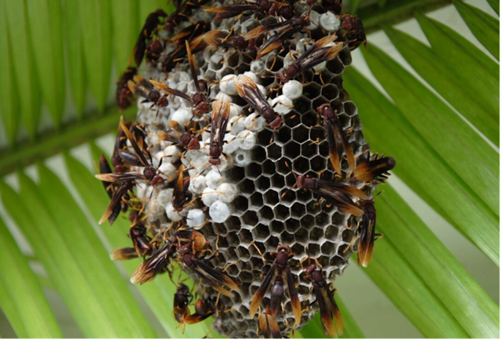 Keep calm and carry on: lessons from wasps on how societies survive ...