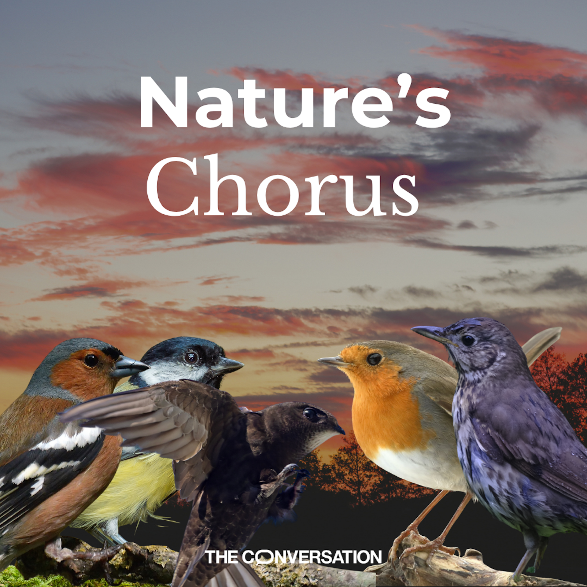 Dawn Chorus Day: a composer on the musical styles of birdsong