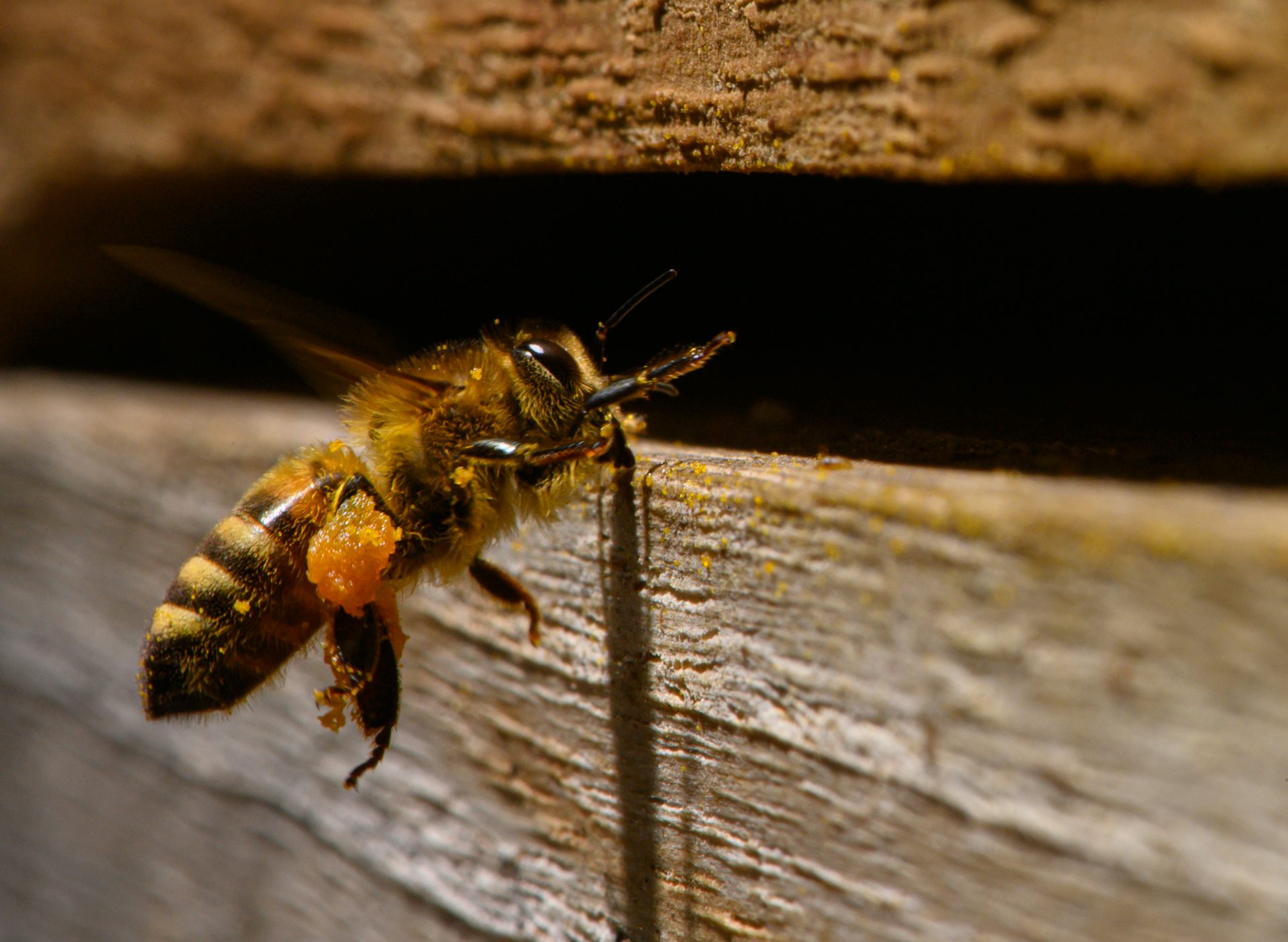 Honeybees may be helping spread tree-killing myrtle rust – new research